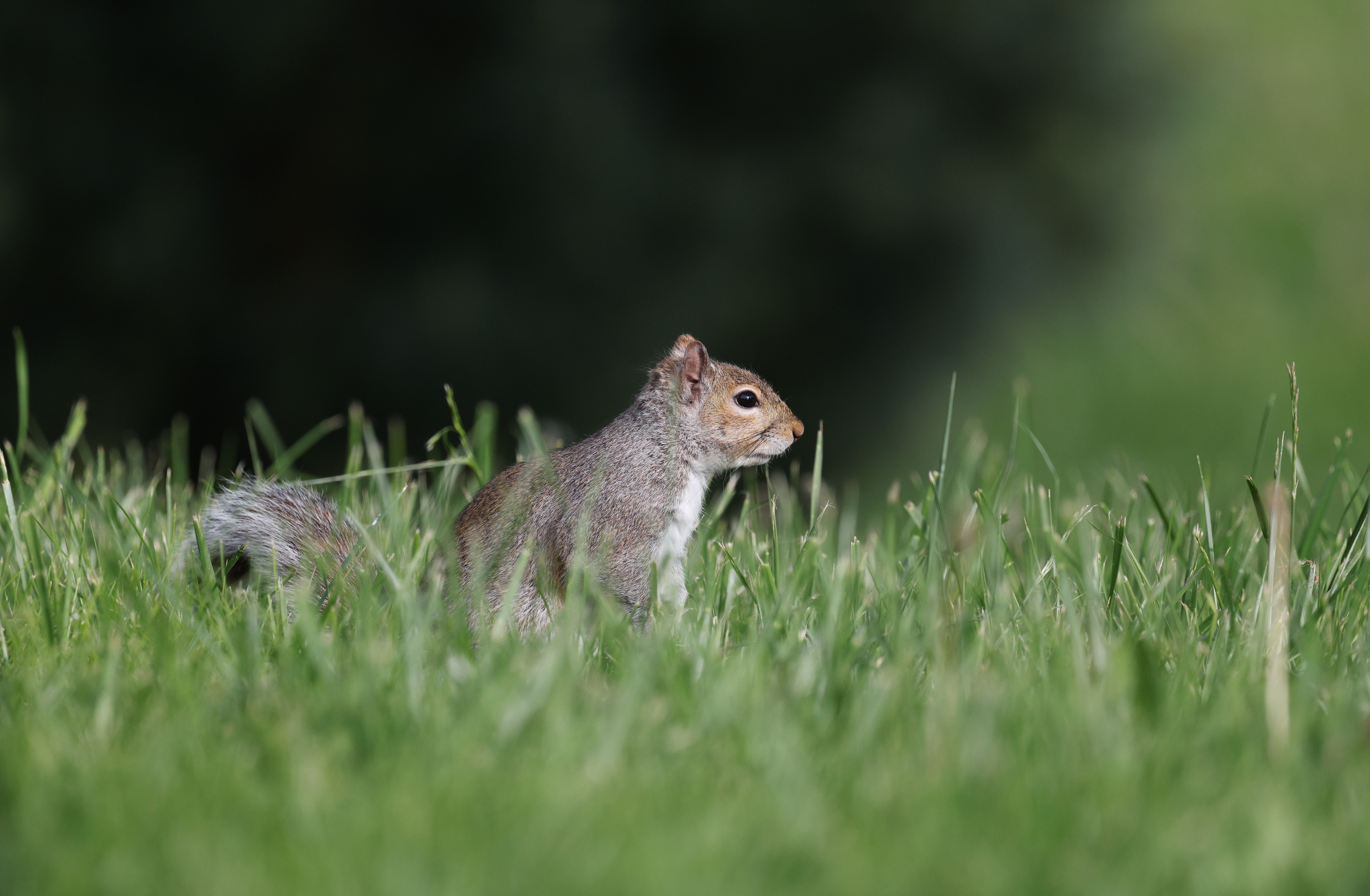Western Gray Squirrel in a Grassy Field · Free Stock Photo