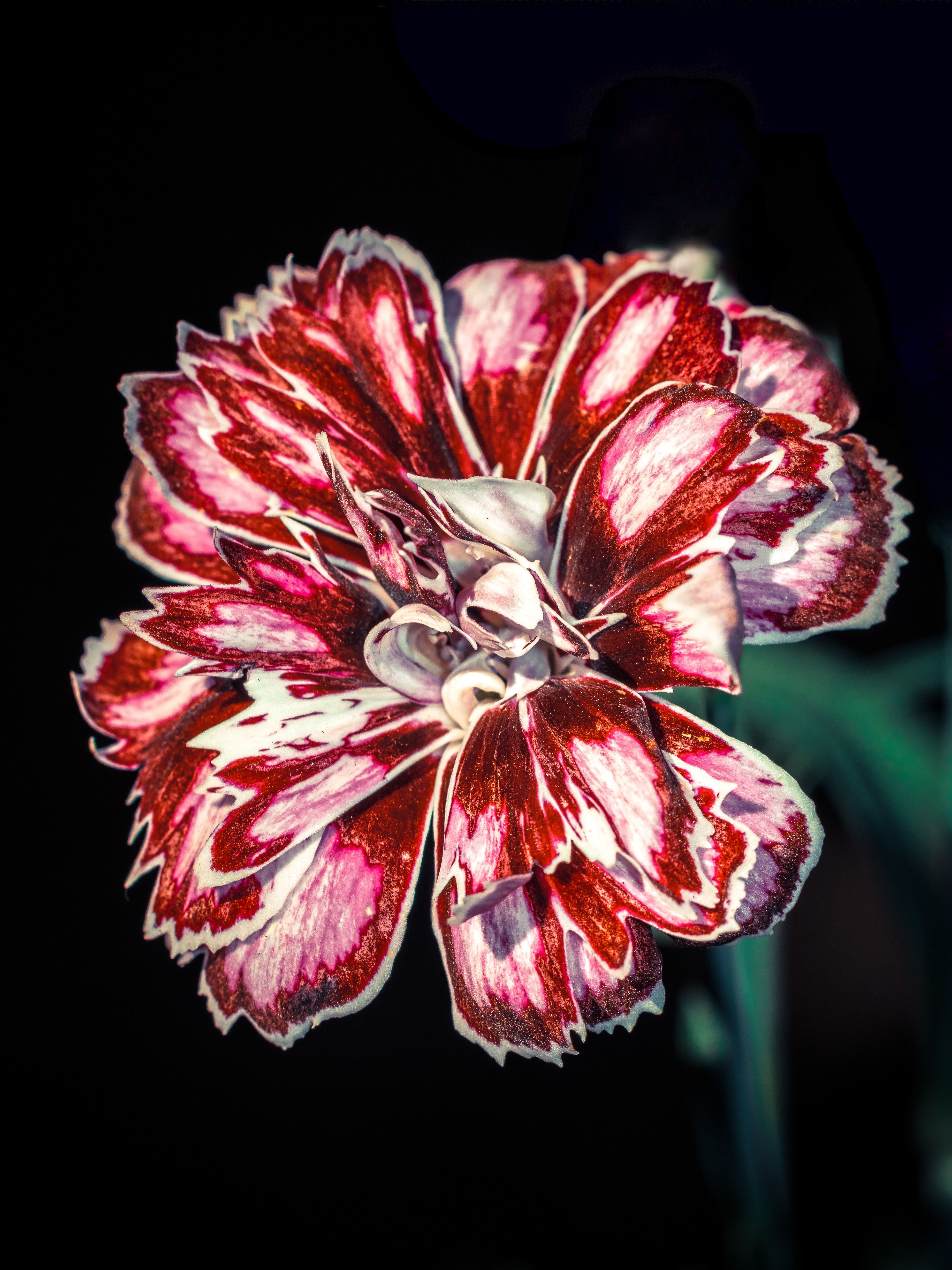 Carnation Boquet Photos, Download The BEST Free Carnation Boquet Stock ...