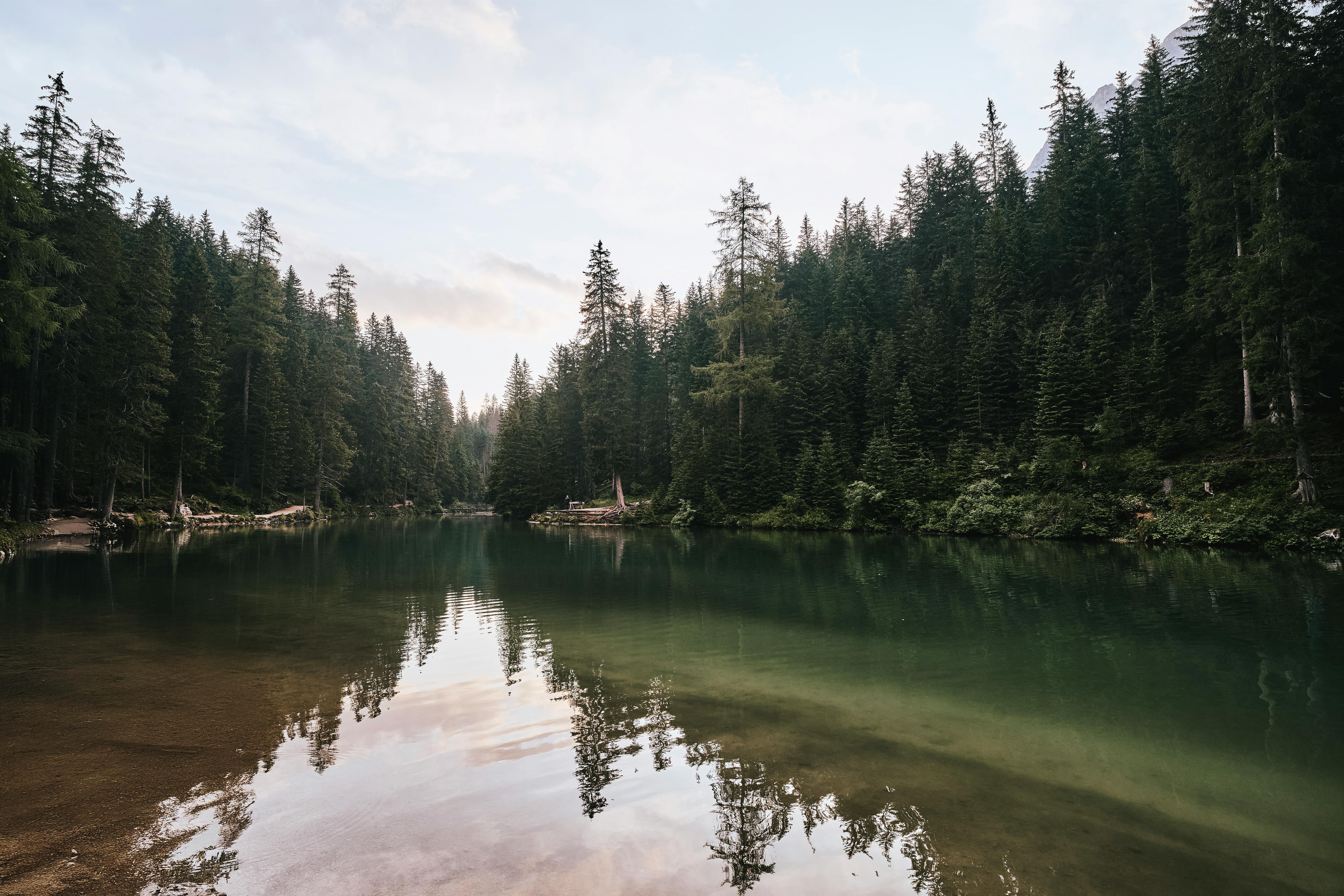 Tranquil Forest Lake with Pine Trees Reflection · Free Stock Photo
