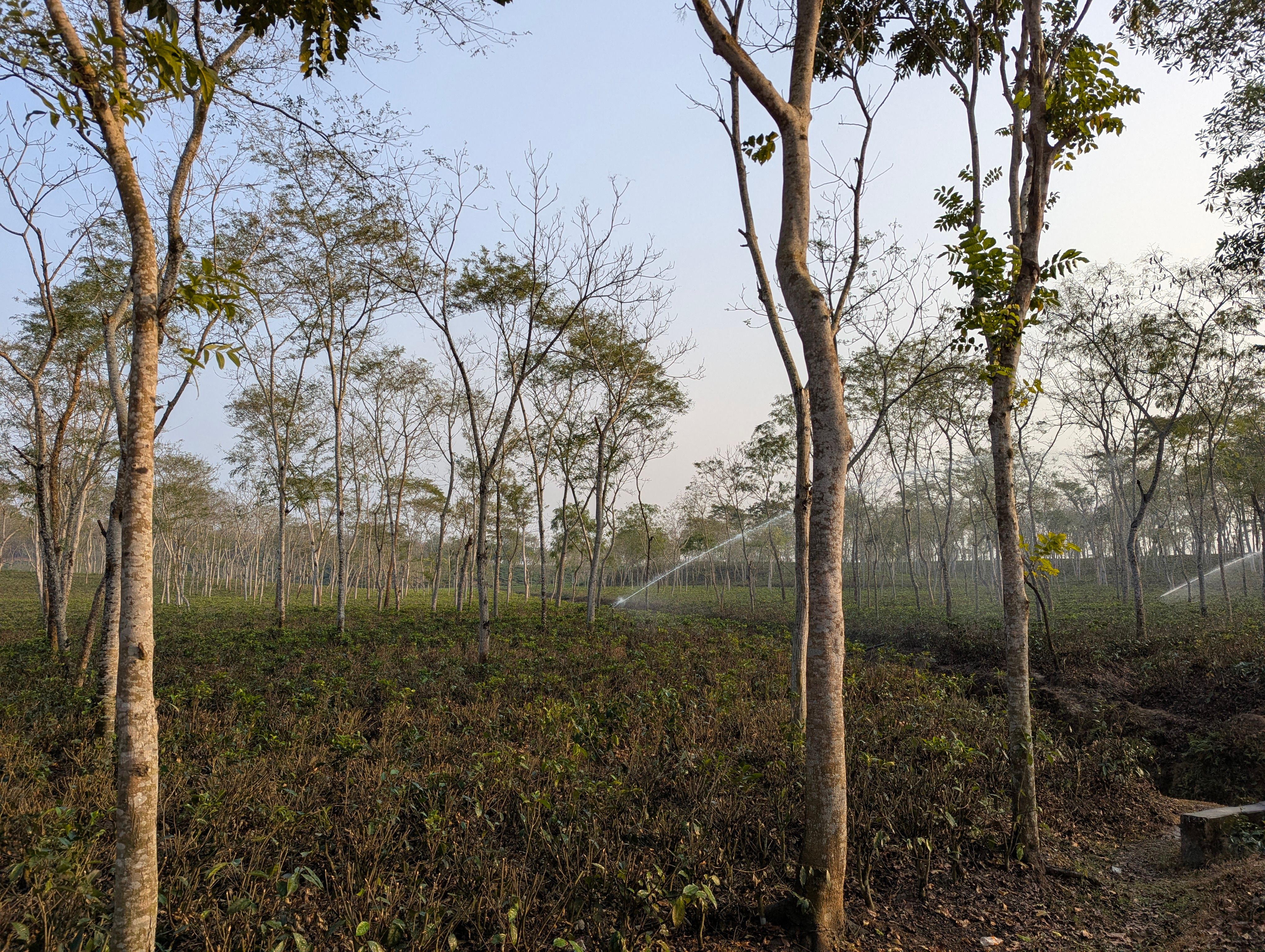 Tranquil Rubber Tree Plantation in Daylight · Free Stock Photo