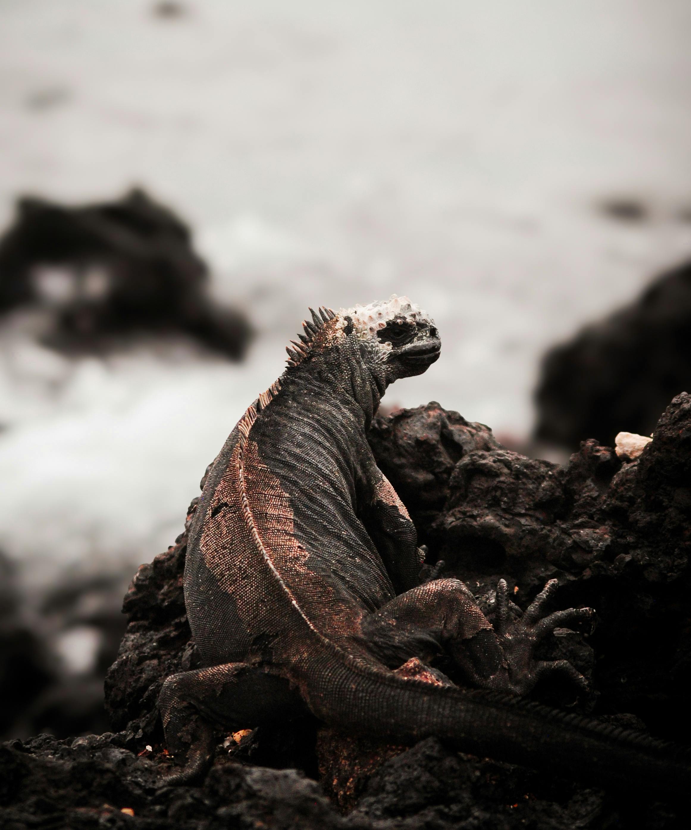 Scaly Lentinus Photos, Download The BEST Free Scaly Lentinus Stock ...