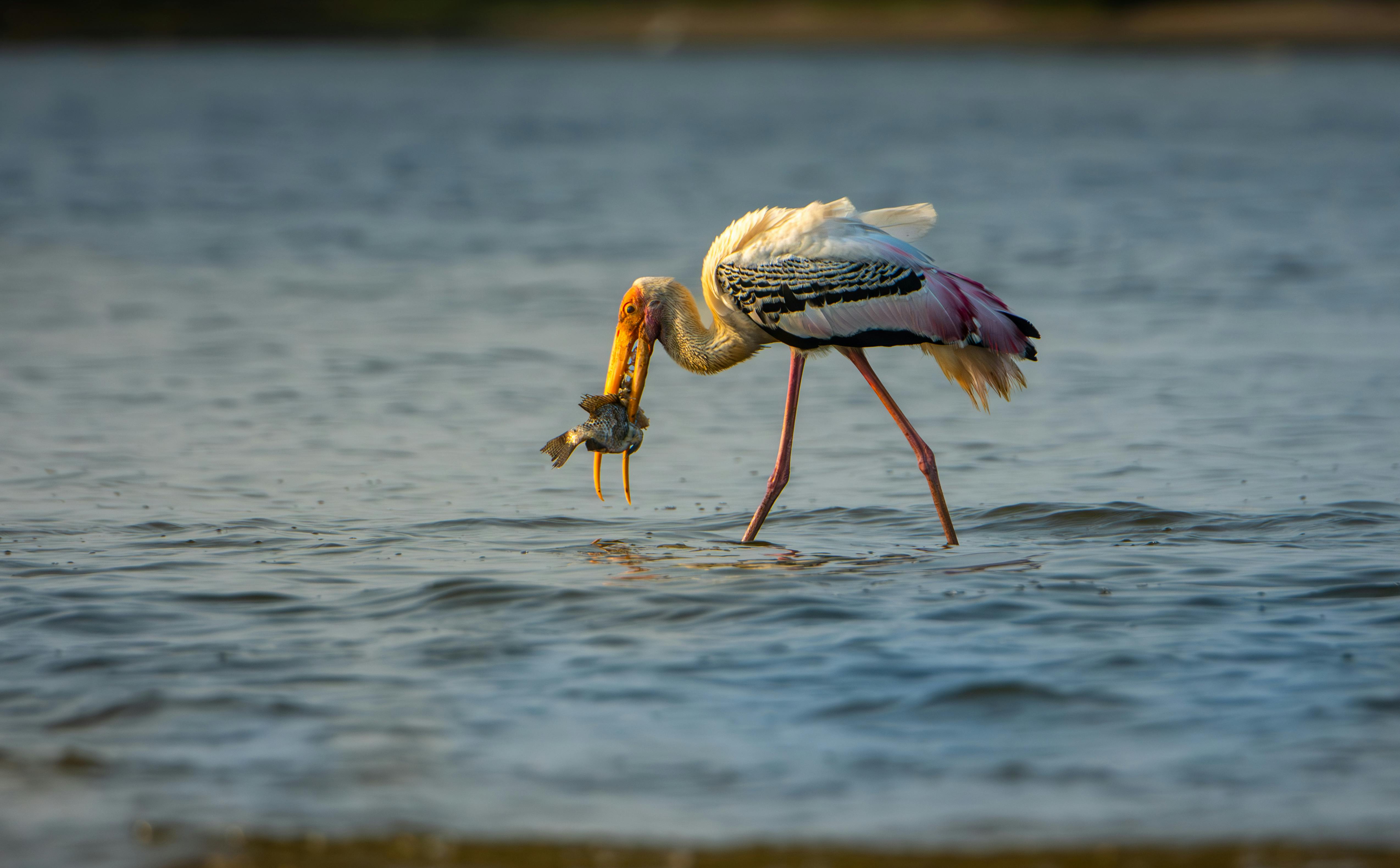 Stork Photos, Download The BEST Free Stork Stock Photos & HD Images