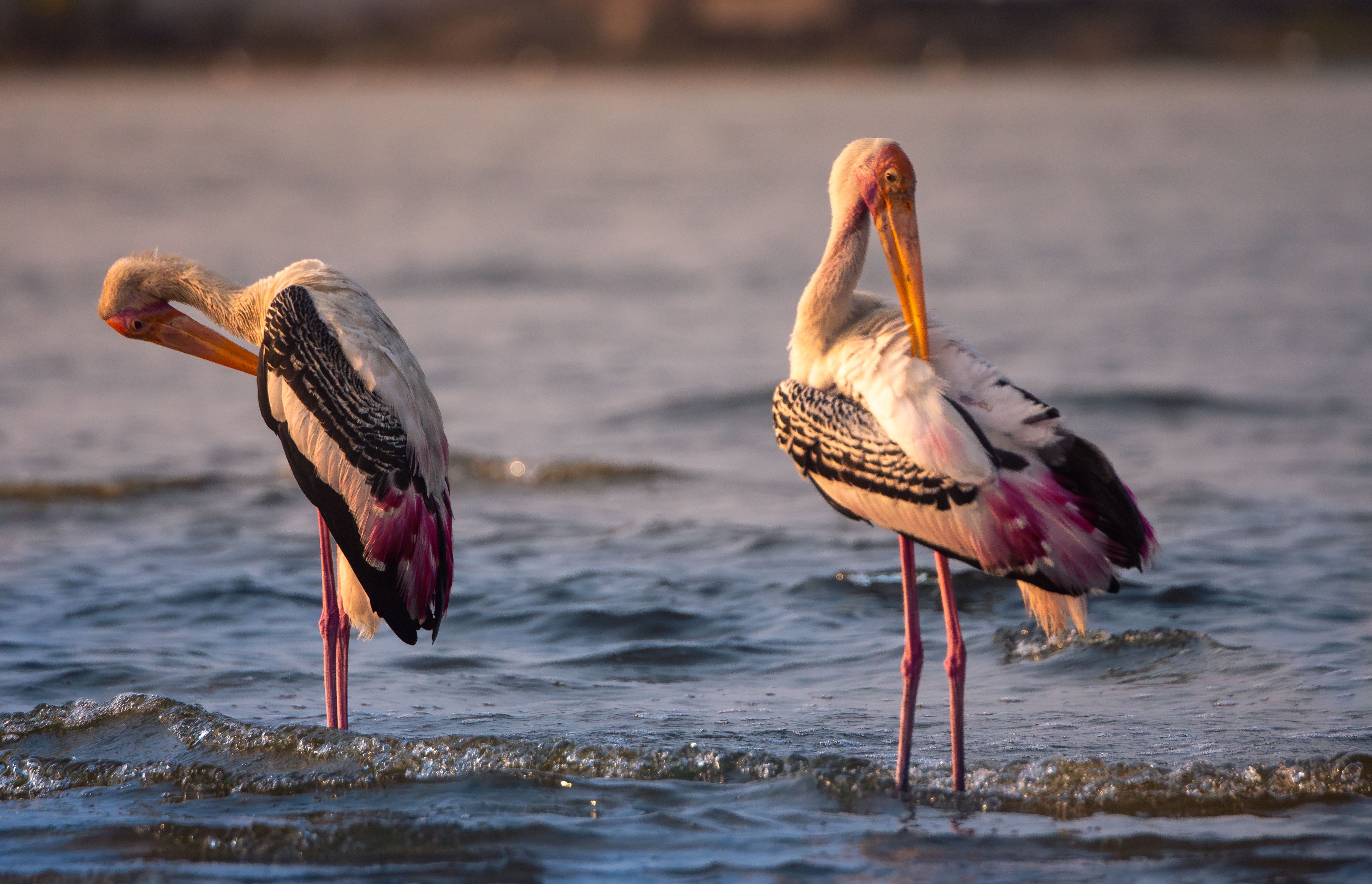 Two Painted Storks in Tranquil Water Setting · Free Stock Photo