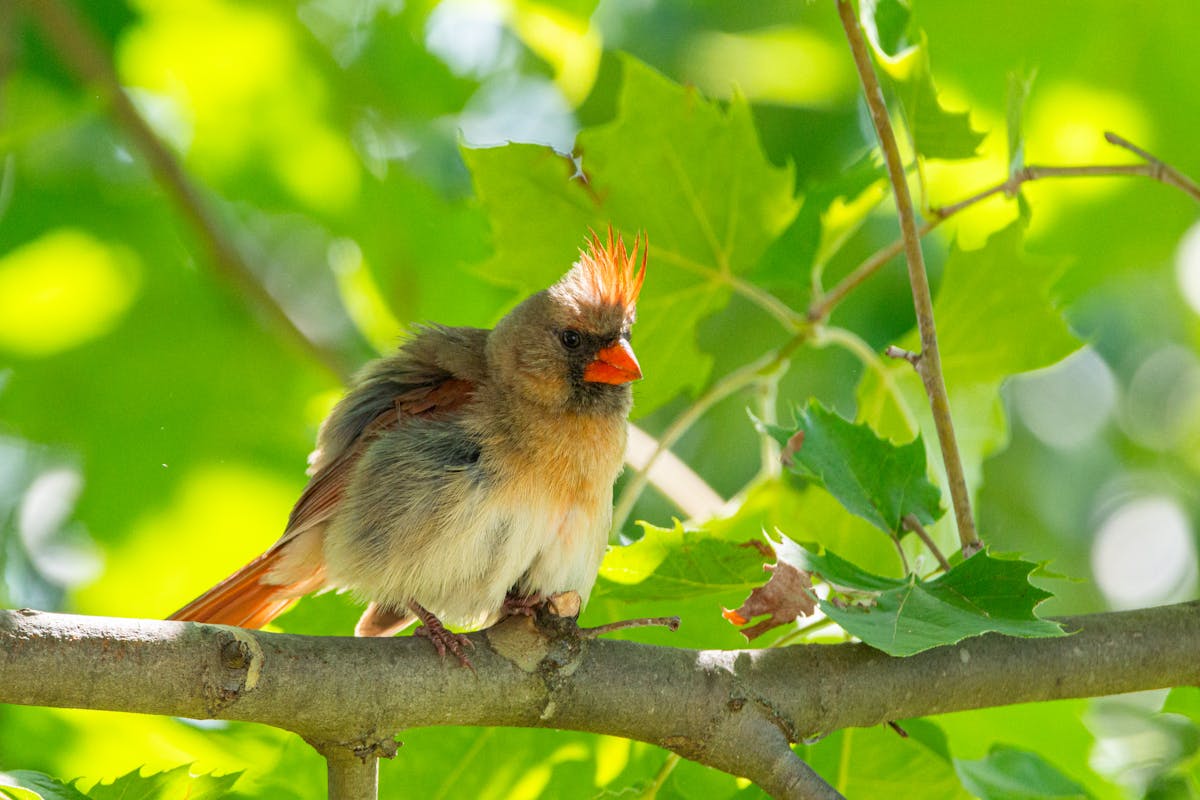 Cardinal Bird Photos, Download The BEST Free Cardinal Bird Stock Photos ...
