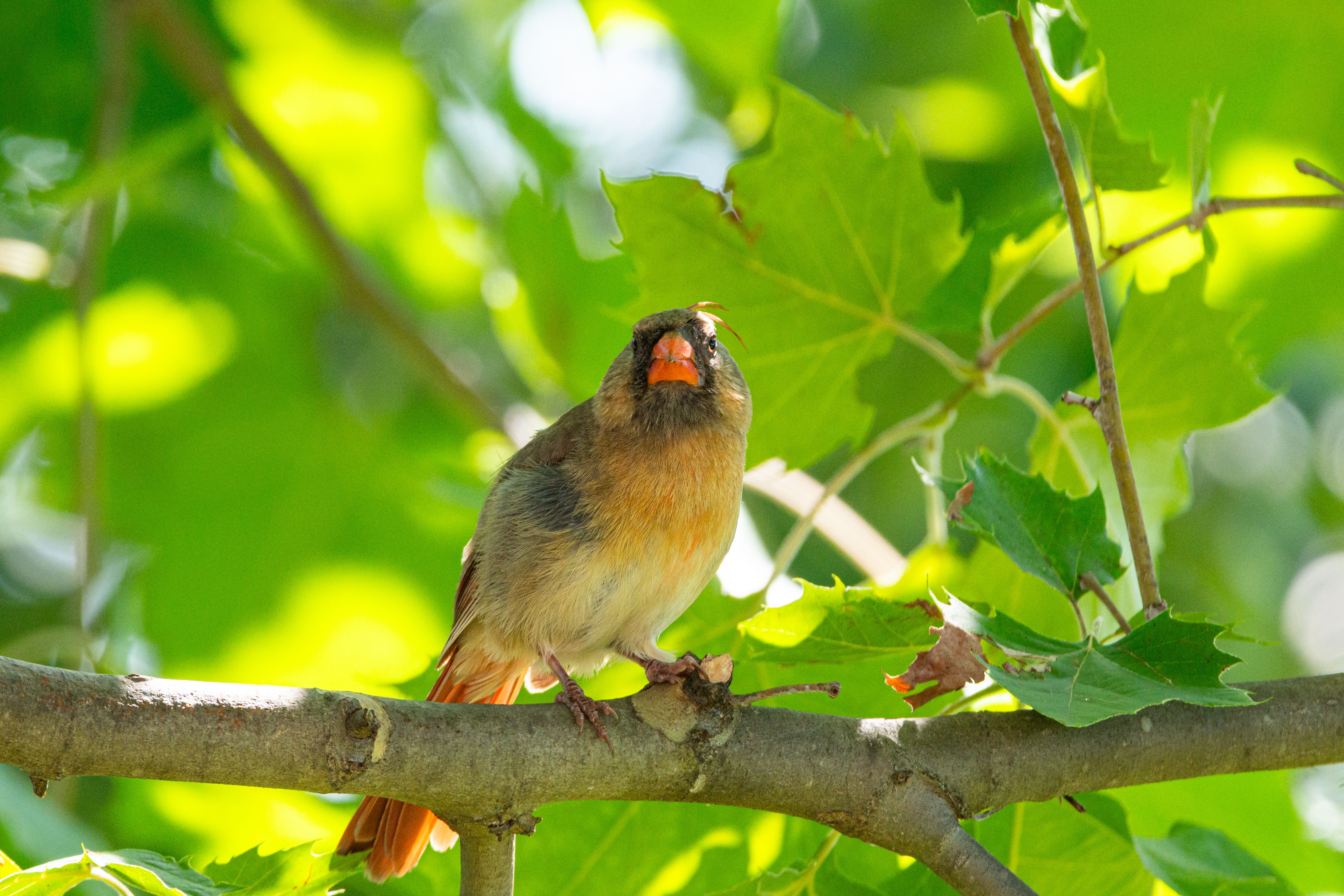 Female Northern Cardinal on a Summer Branch · Free Stock Photo