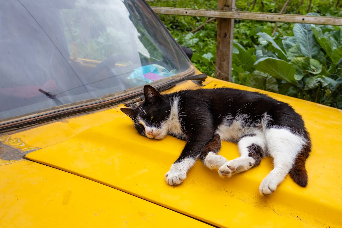 Sleeping+Centaur Photos, Download The BEST Free Sleeping+Centaur Stock ...