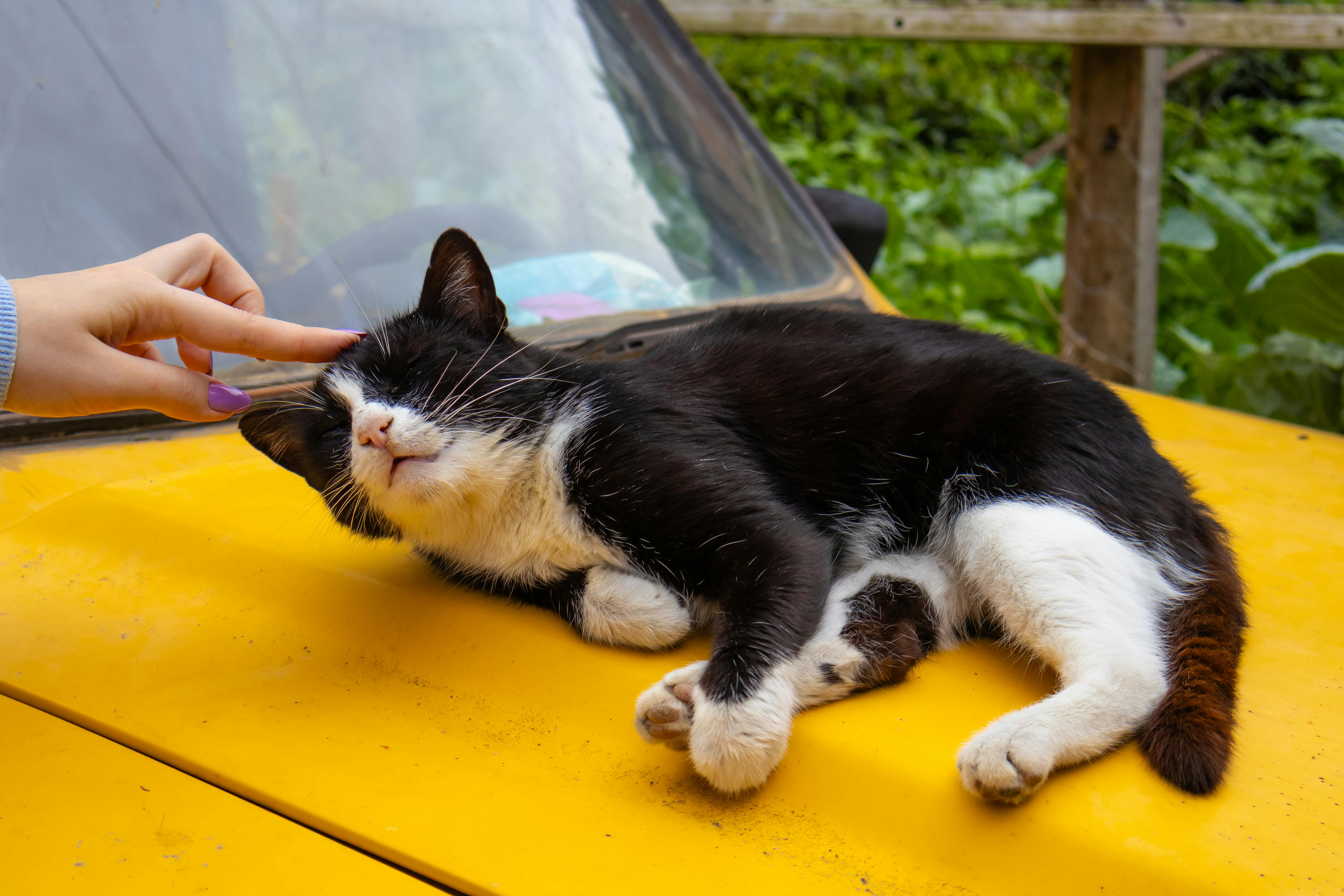 Chin Scratch Photos, Download The BEST Free Chin Scratch Stock Photos ...