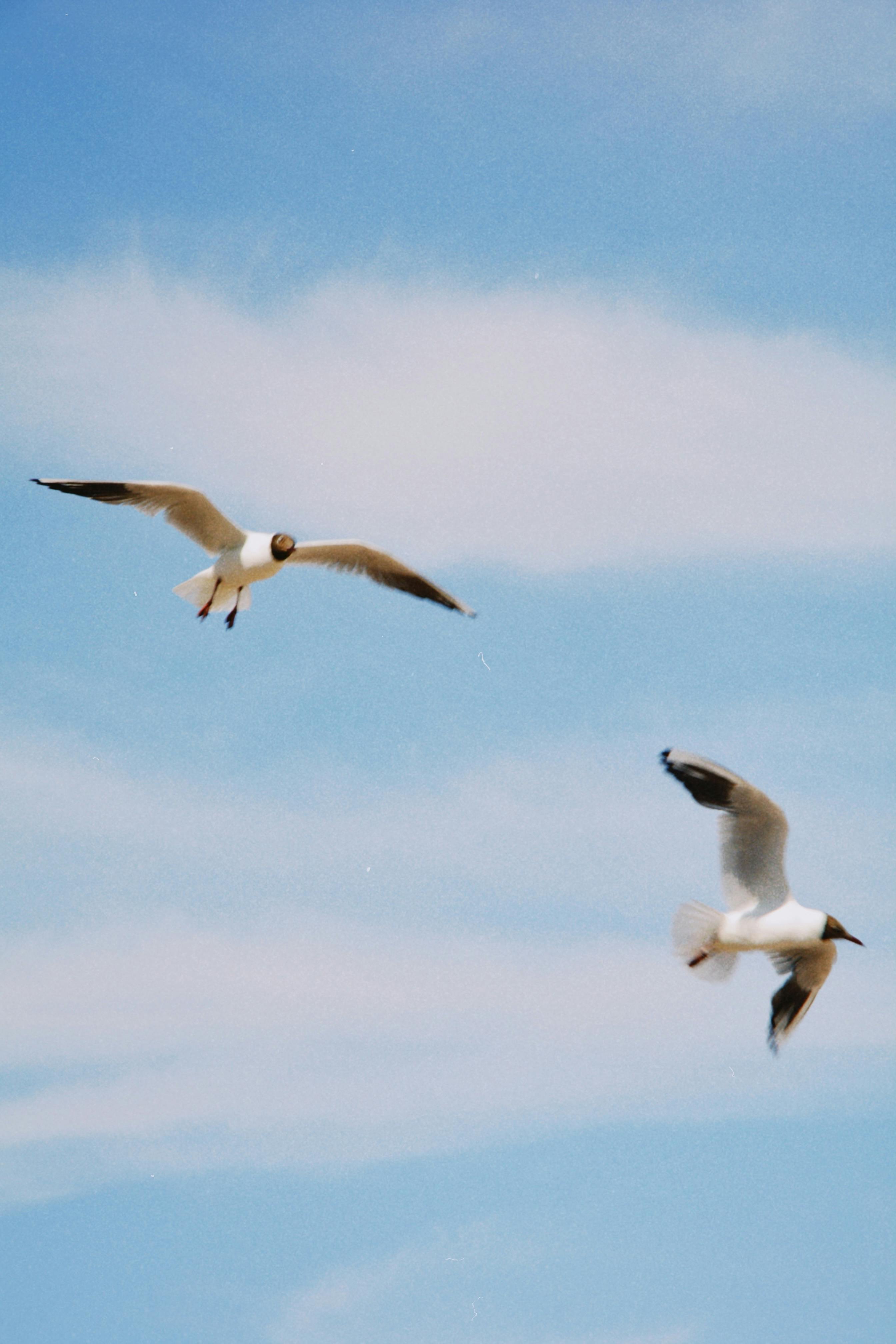 Image Flap Photos, Download The BEST Free Image Flap Stock Photos & HD ...