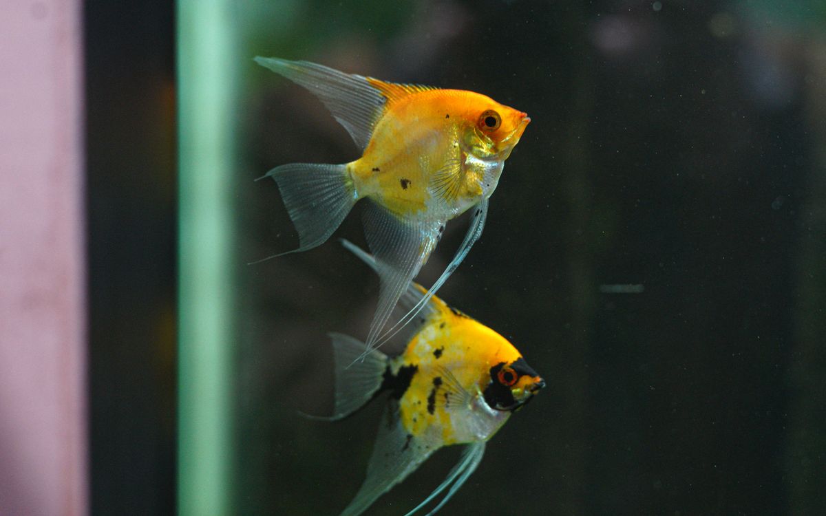 Golden Angelfish Freshwater: Complete Care & Breeding Guide