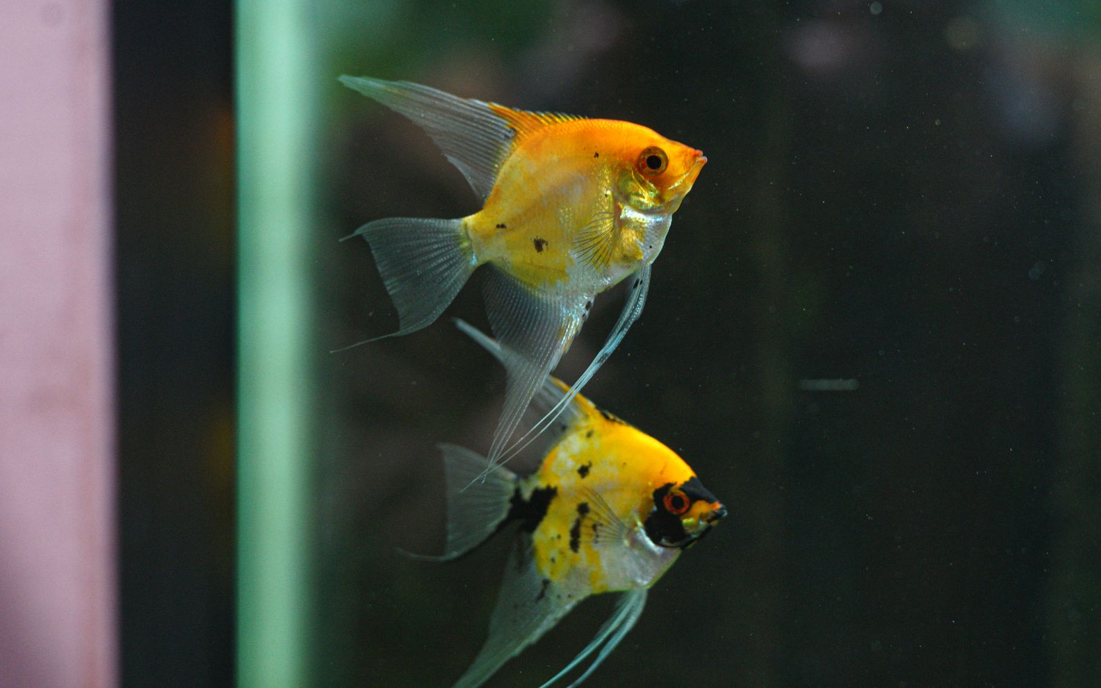 Golden Angelfish Freshwater: Complete Care & Breeding Guide