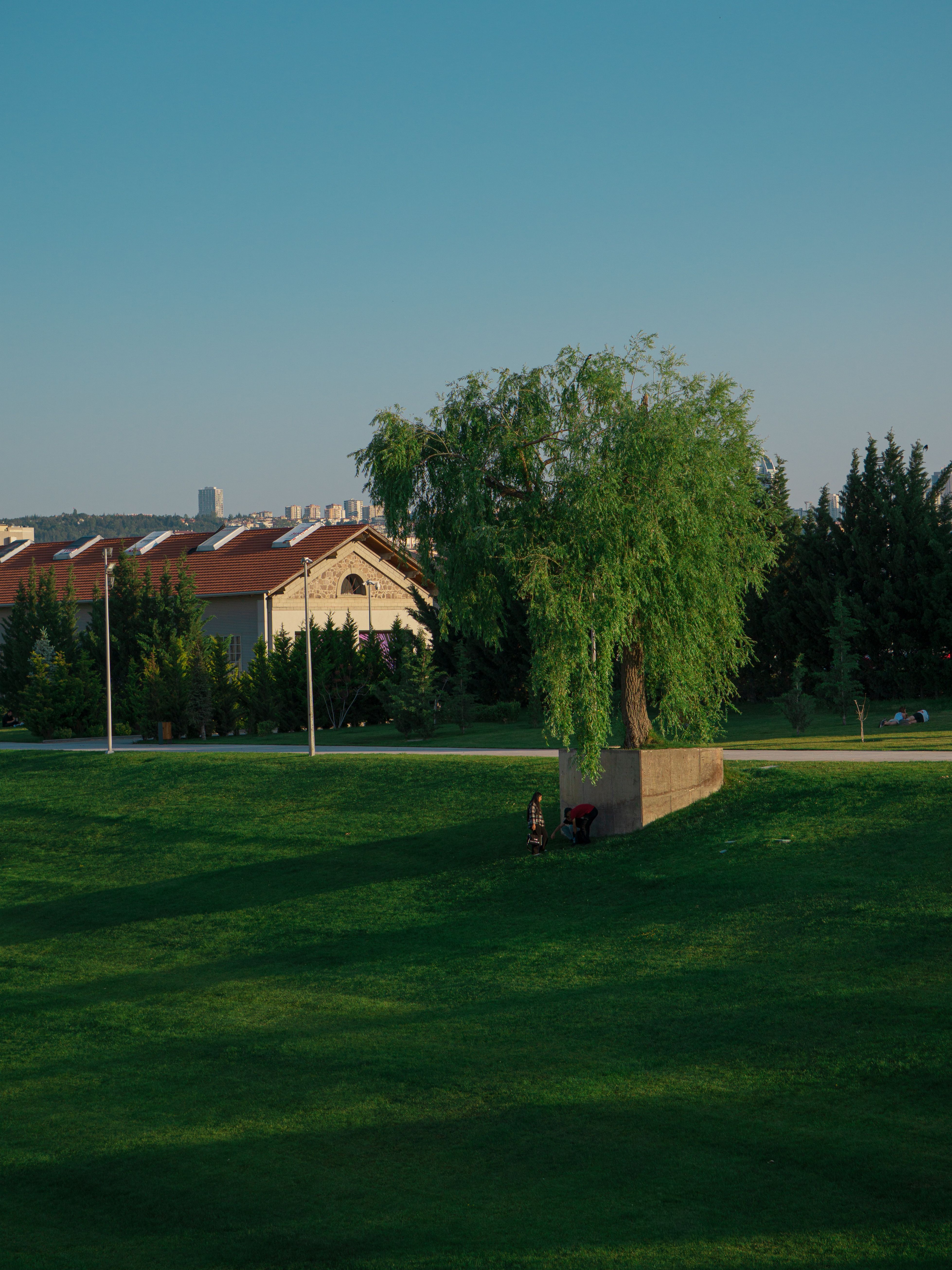 Peaceful Park Scene with Tree and Architecture · Free Stock Photo