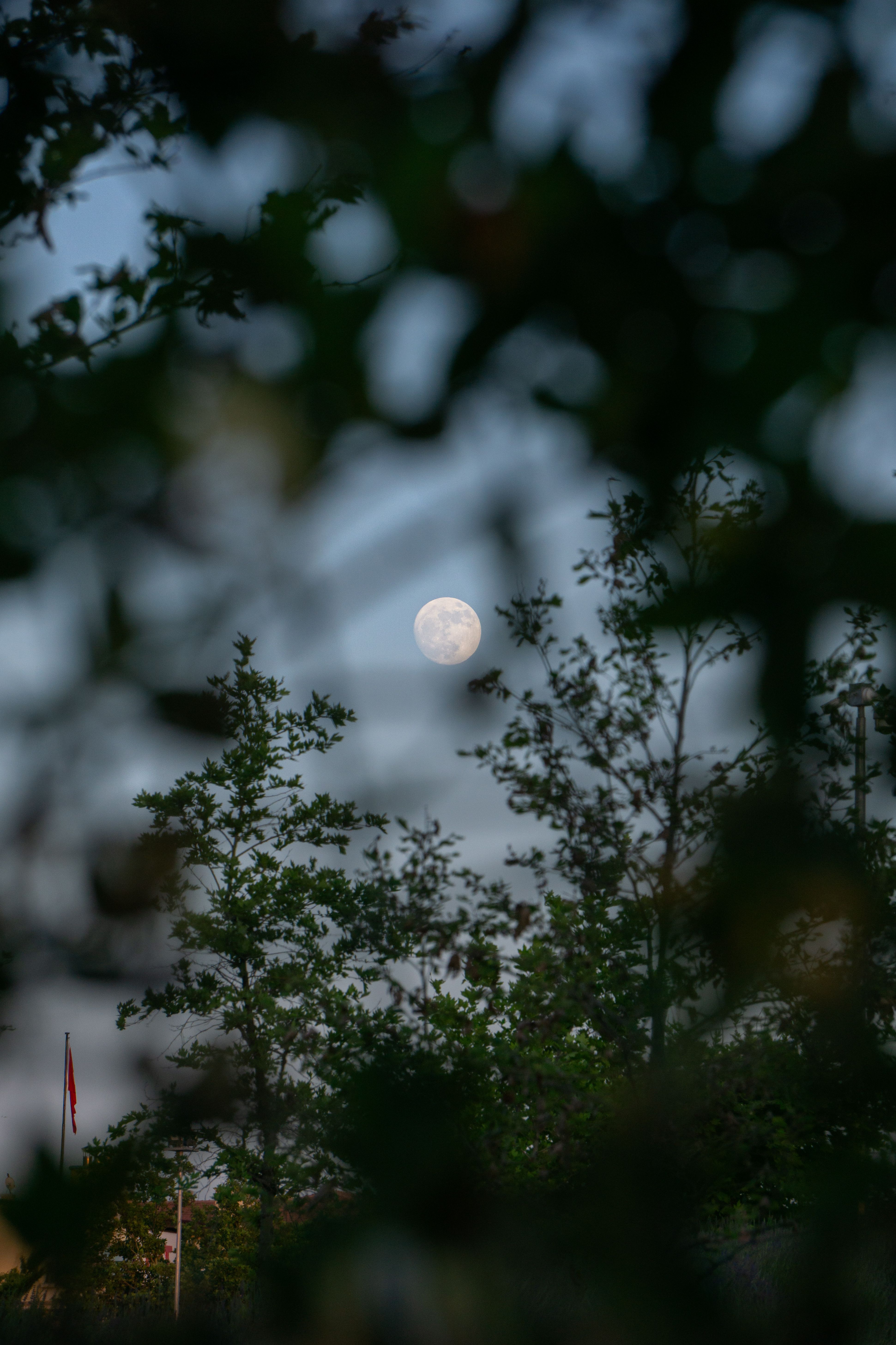 Full Moon Rising Through Forest Canopy · Free Stock Photo