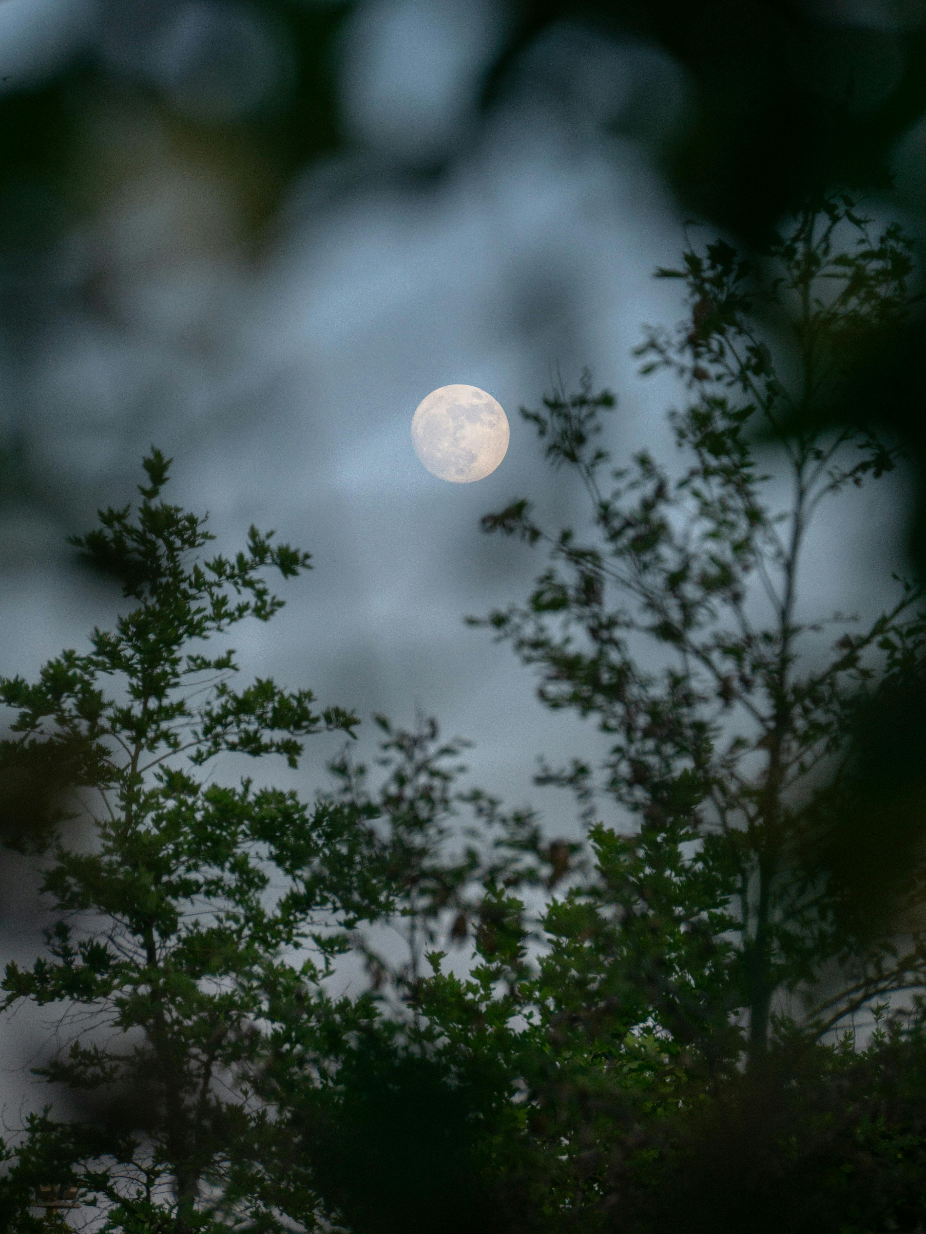 Full Moon Peeking Through Forest Canopy · Free Stock Photo
