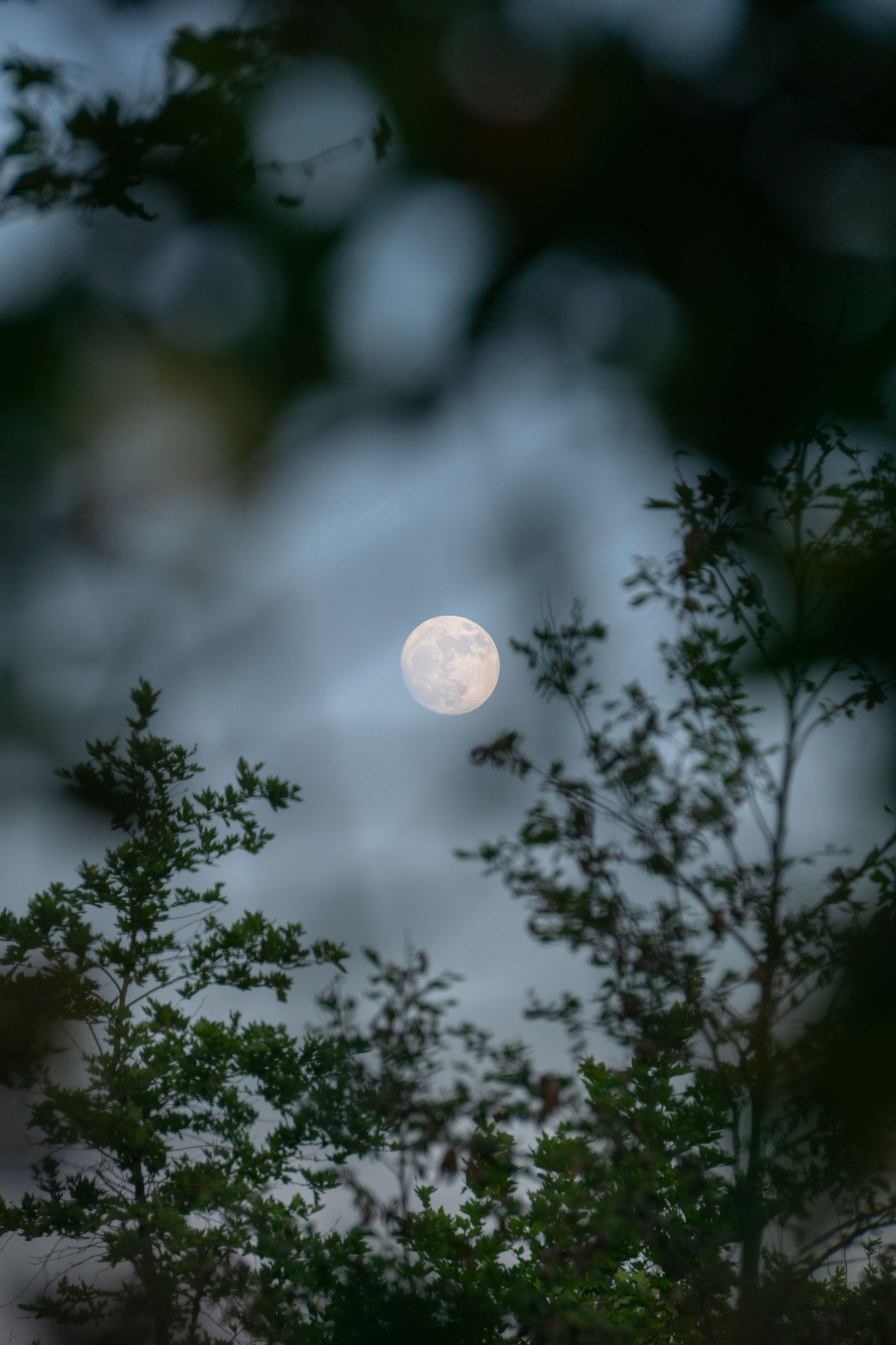 Full Moon Behind Branches at Nightfall · Free Stock Photo