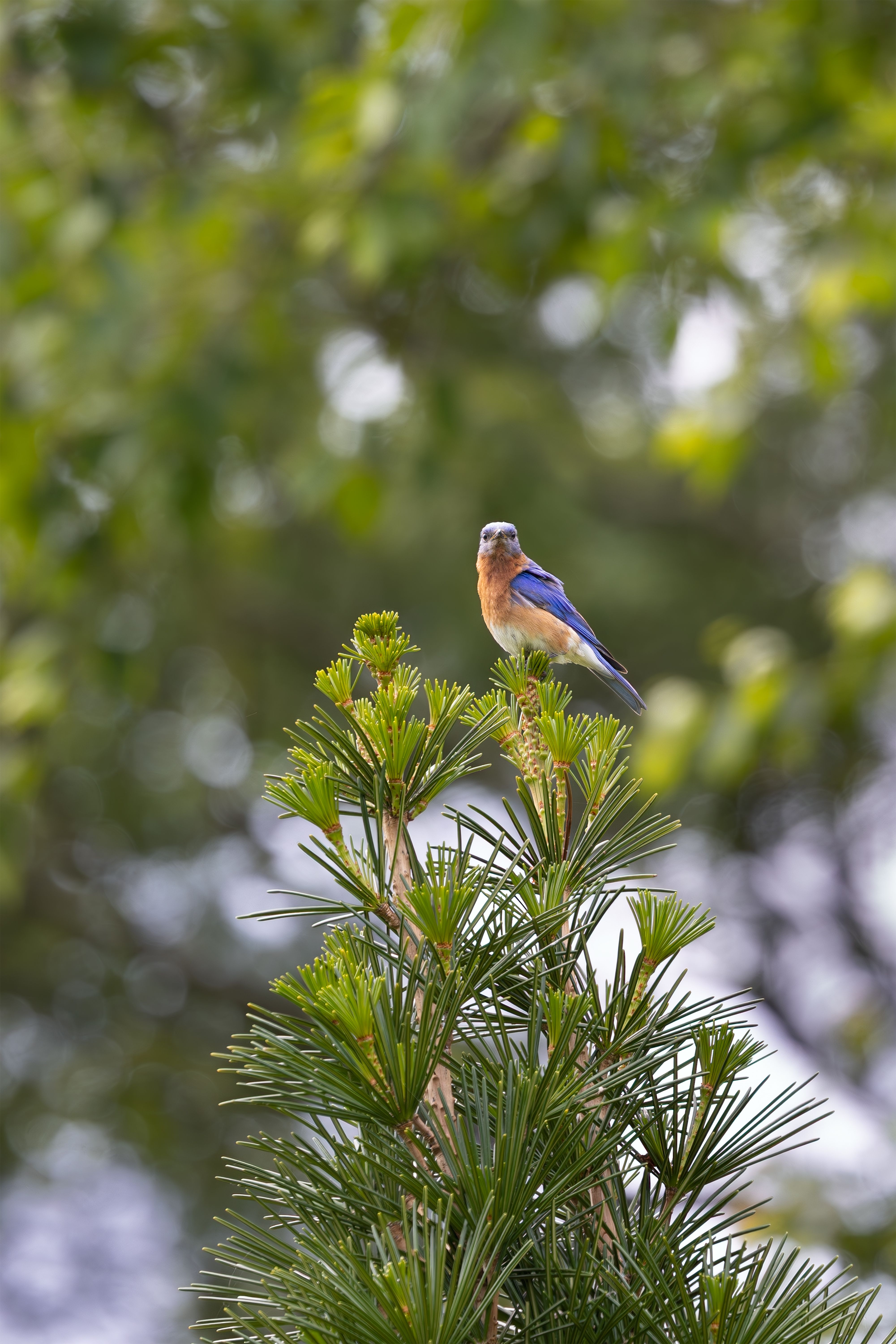 Bird Wallpaper Photos, Download The BEST Free Bird Wallpaper Stock ...