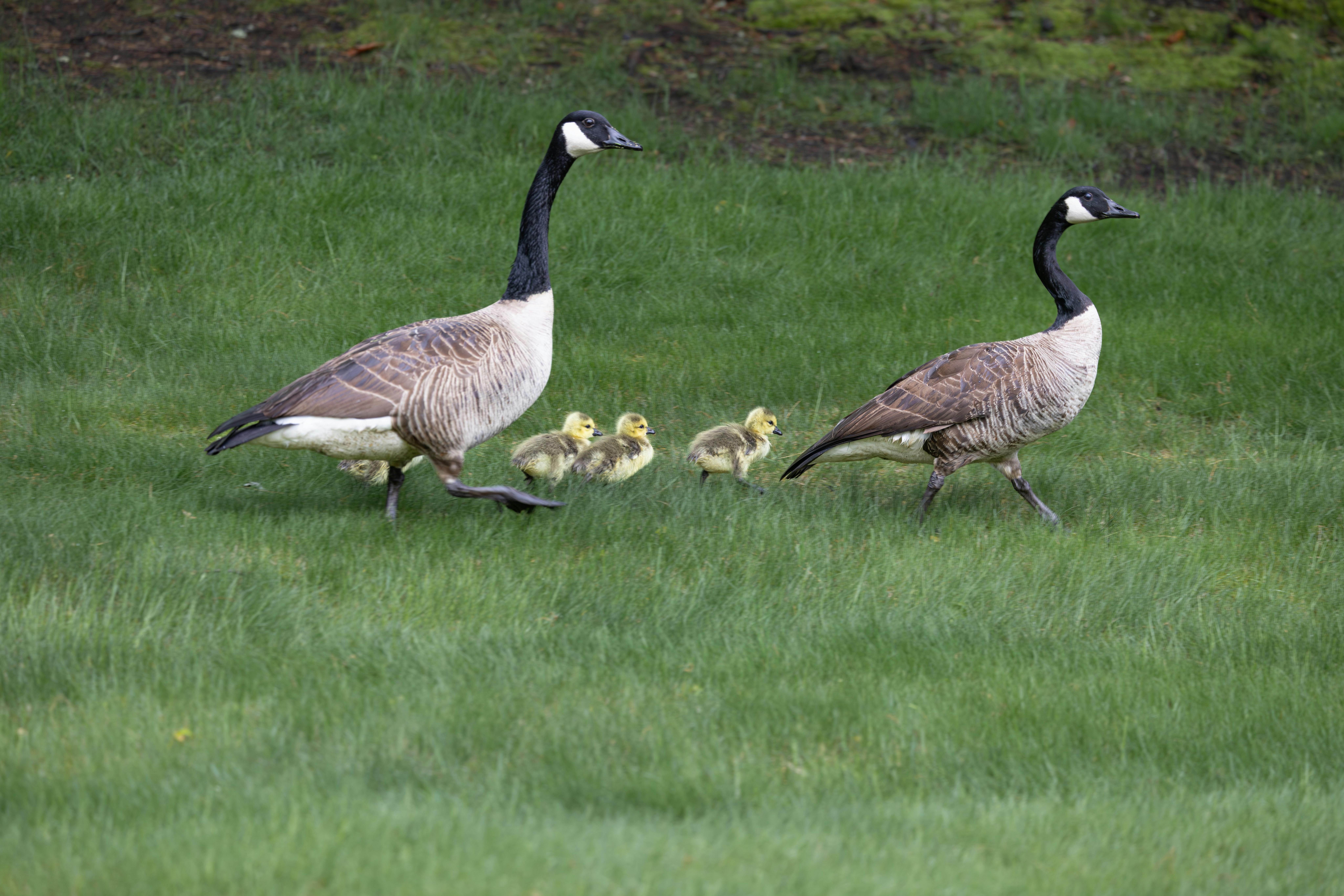 80,000+张最精彩的“Computer Virus Hd Wallpaper”图片 · 100%免费下载 · Pexels素材图片