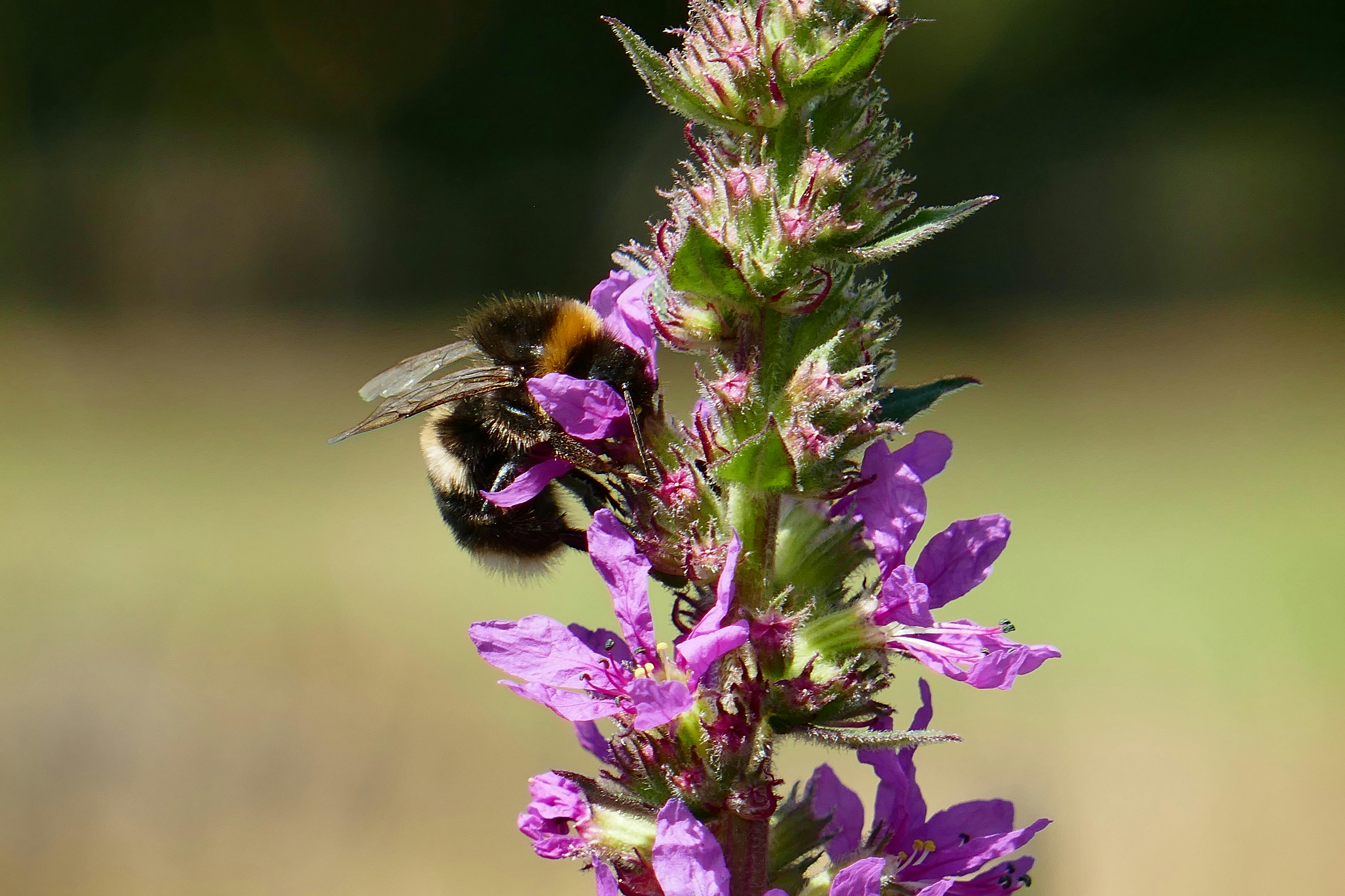 Honeybee Photos, Download The BEST Free Honeybee Stock Photos & HD Images