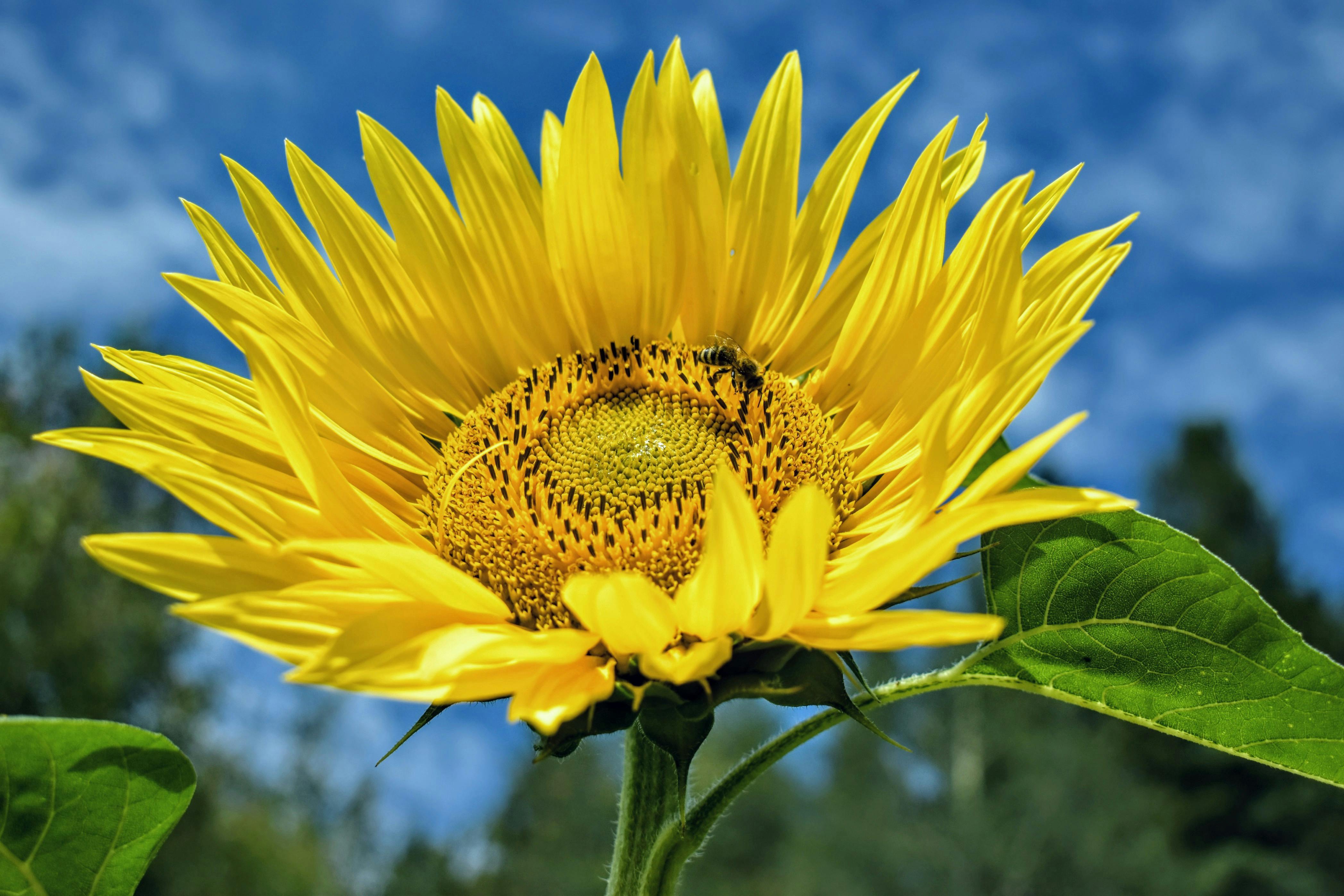 Shaadi Background Photos, Download The BEST Free Shaadi Background ...