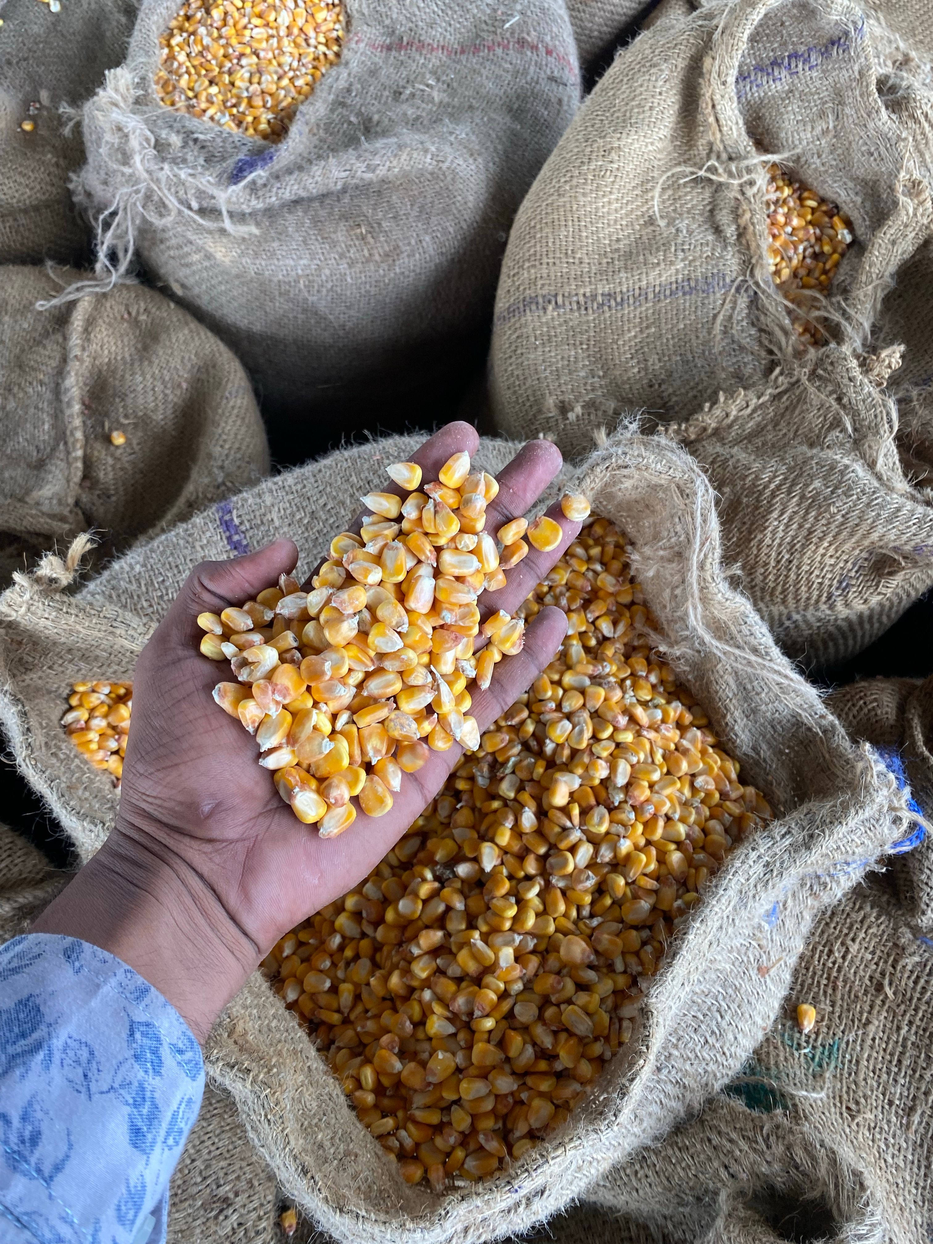 Hand Holding Corn Kernels in Rustic Sacks · Free Stock Photo