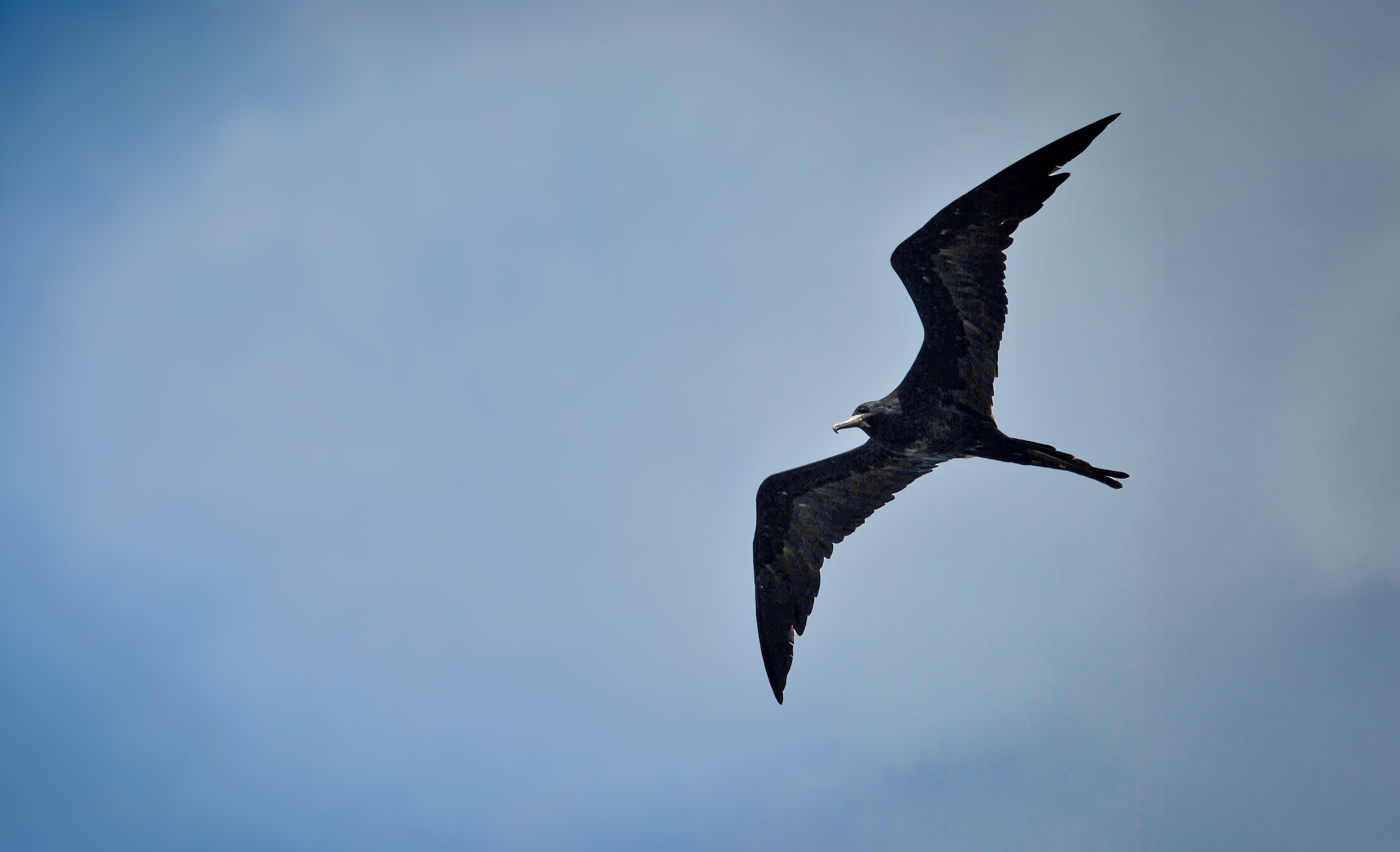 Flying Bat in Natural Habitat Photography · Free Stock Photo