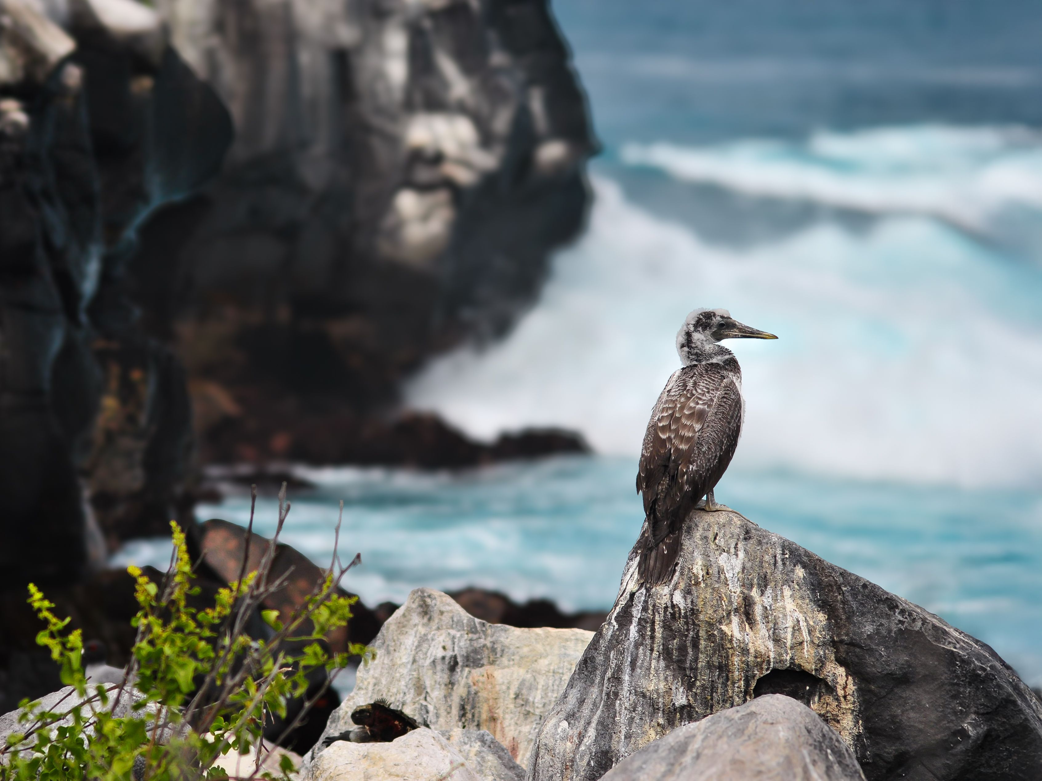 Cliff Bird Photos, Download The BEST Free Cliff Bird Stock Photos & HD ...