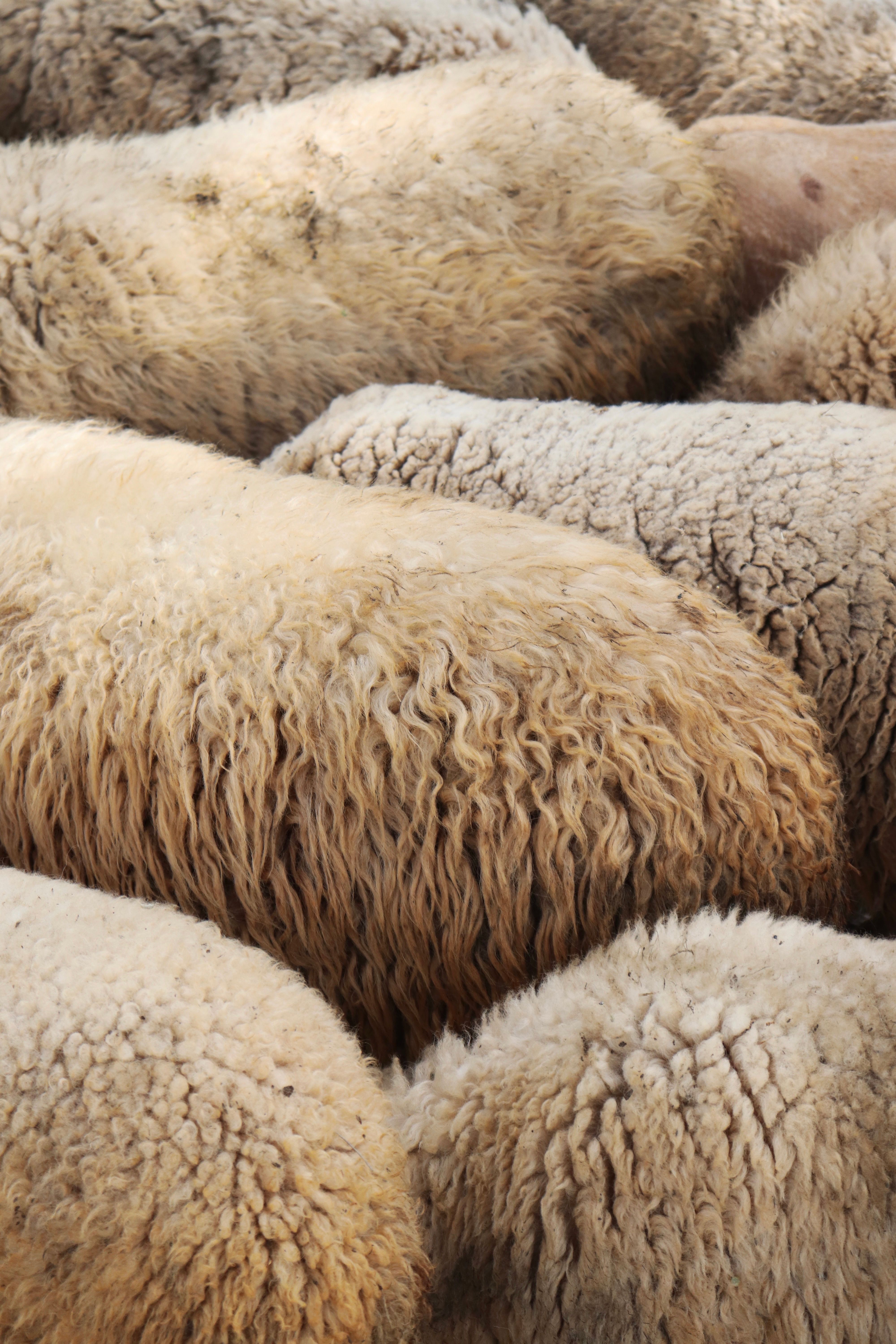 Wool Texture Photos, Download The BEST Free Wool Texture Stock Photos ...