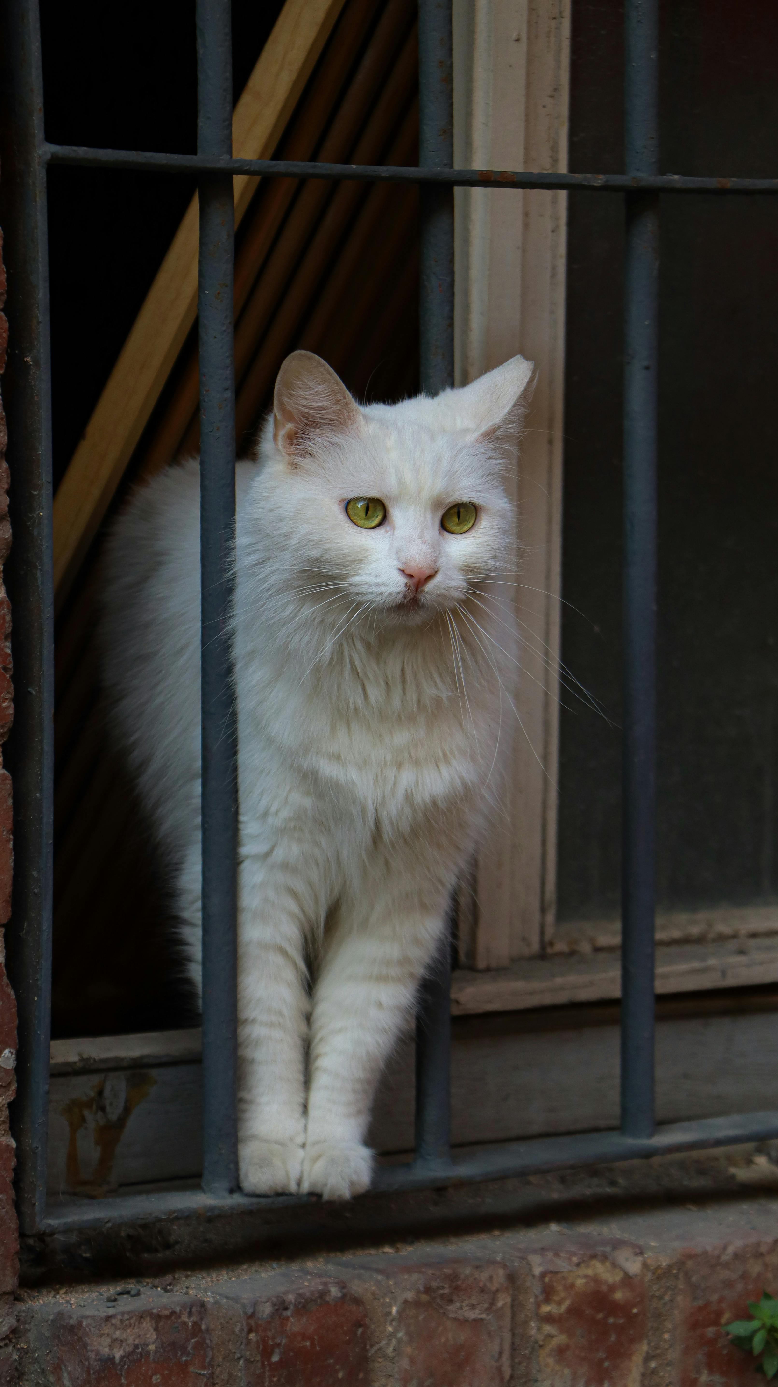 White cat peering through window bars · Free Stock Photo