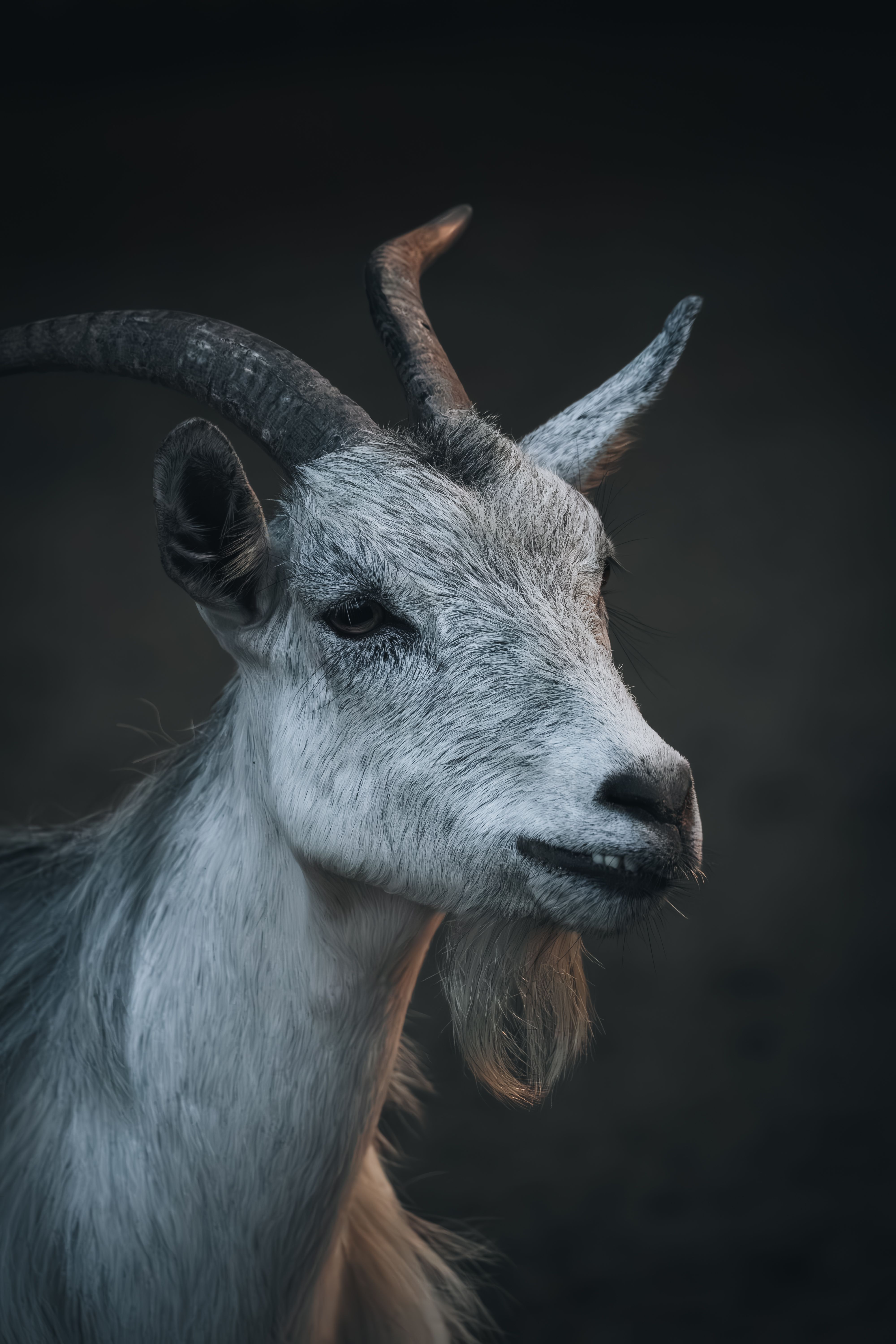 Portrait of a Grey Goat in Natural Light · Free Stock Photo