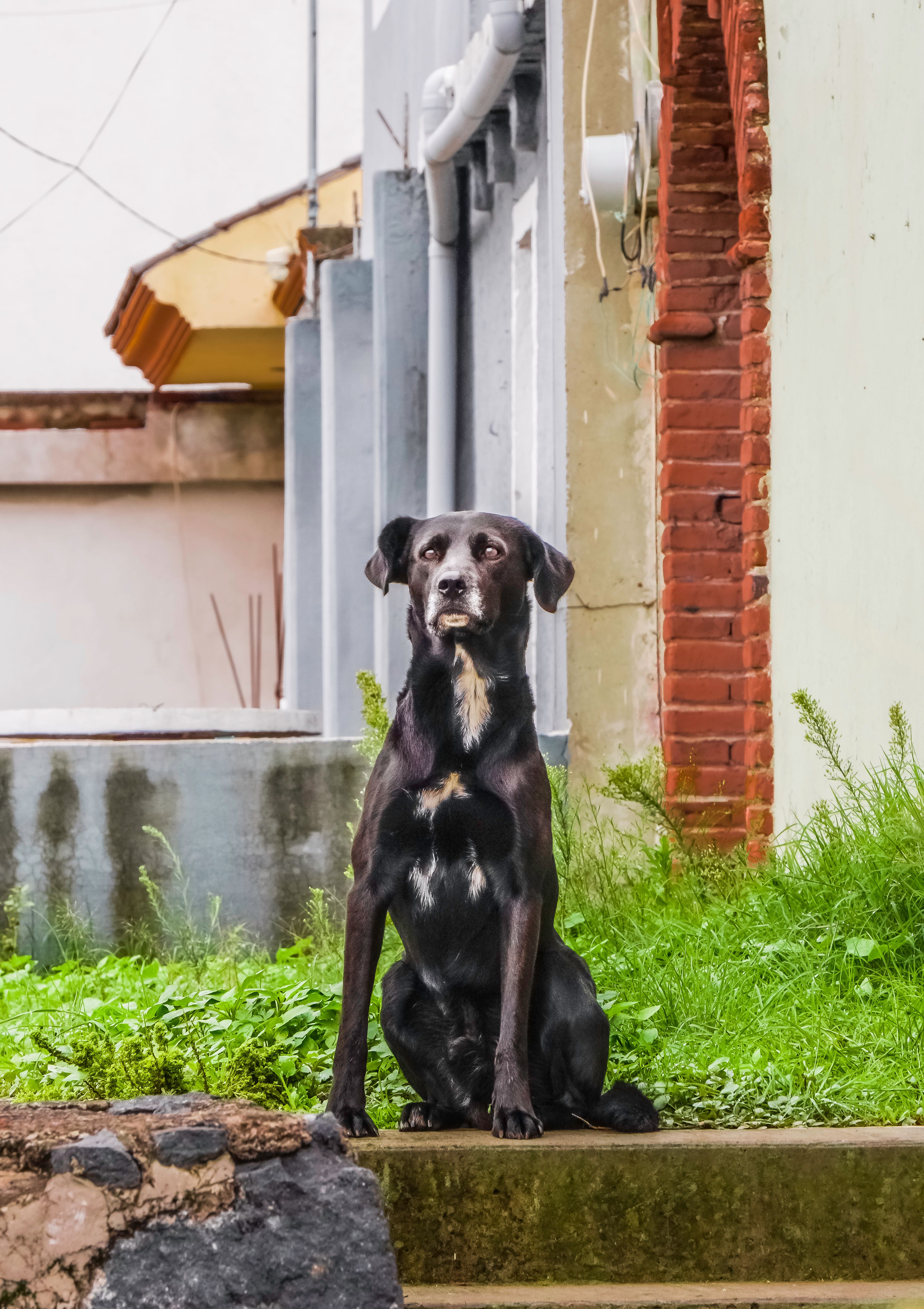 Perro Negro Atento Sentado Al Aire Libre En México · Foto de stock gratuita