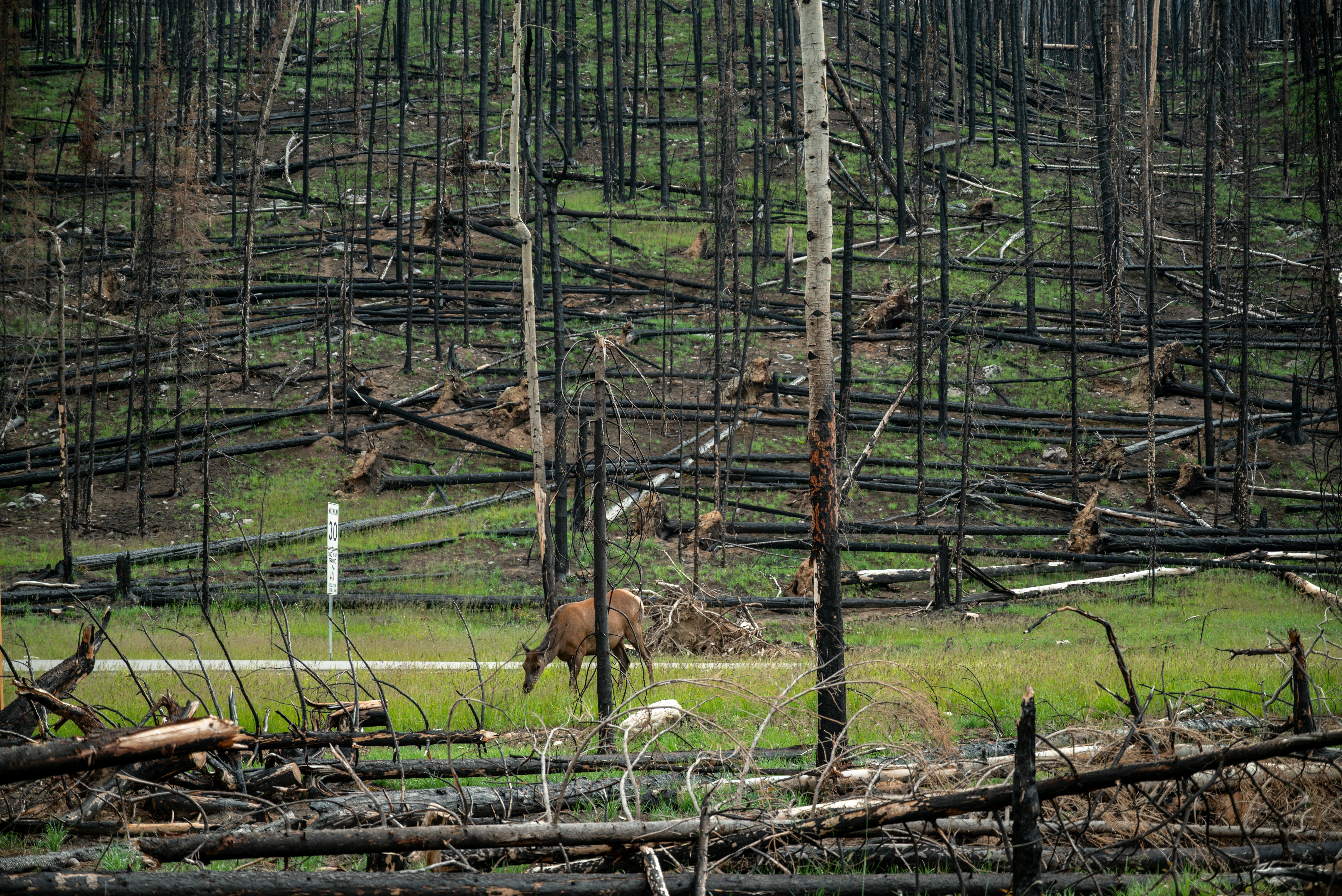Elk Grazing in Enchanted Forest After Wildfire · Free Stock Photo