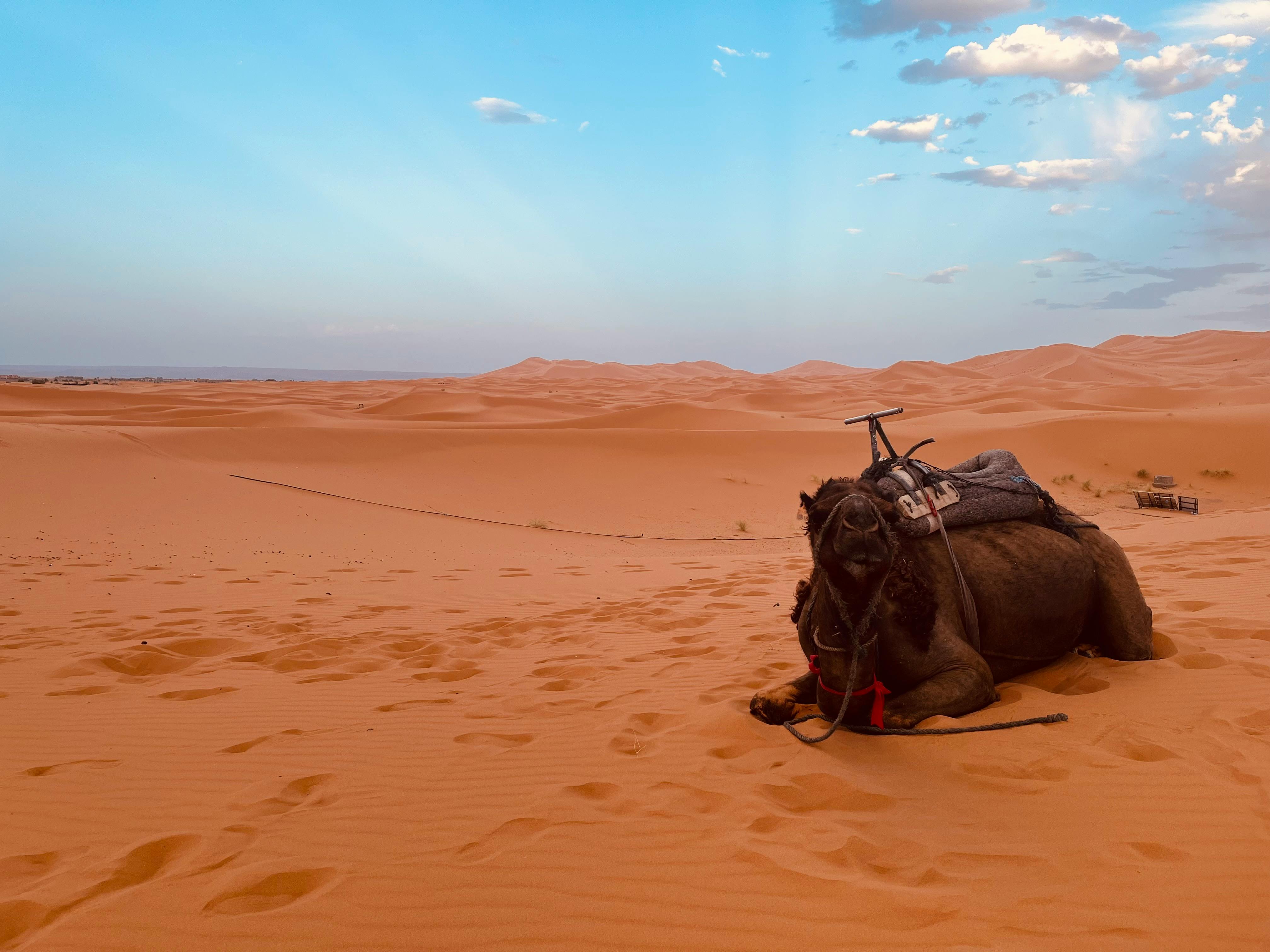 Hairy+Camel+Toe Photos, Download The BEST Free Hairy+Camel+Toe Stock ...