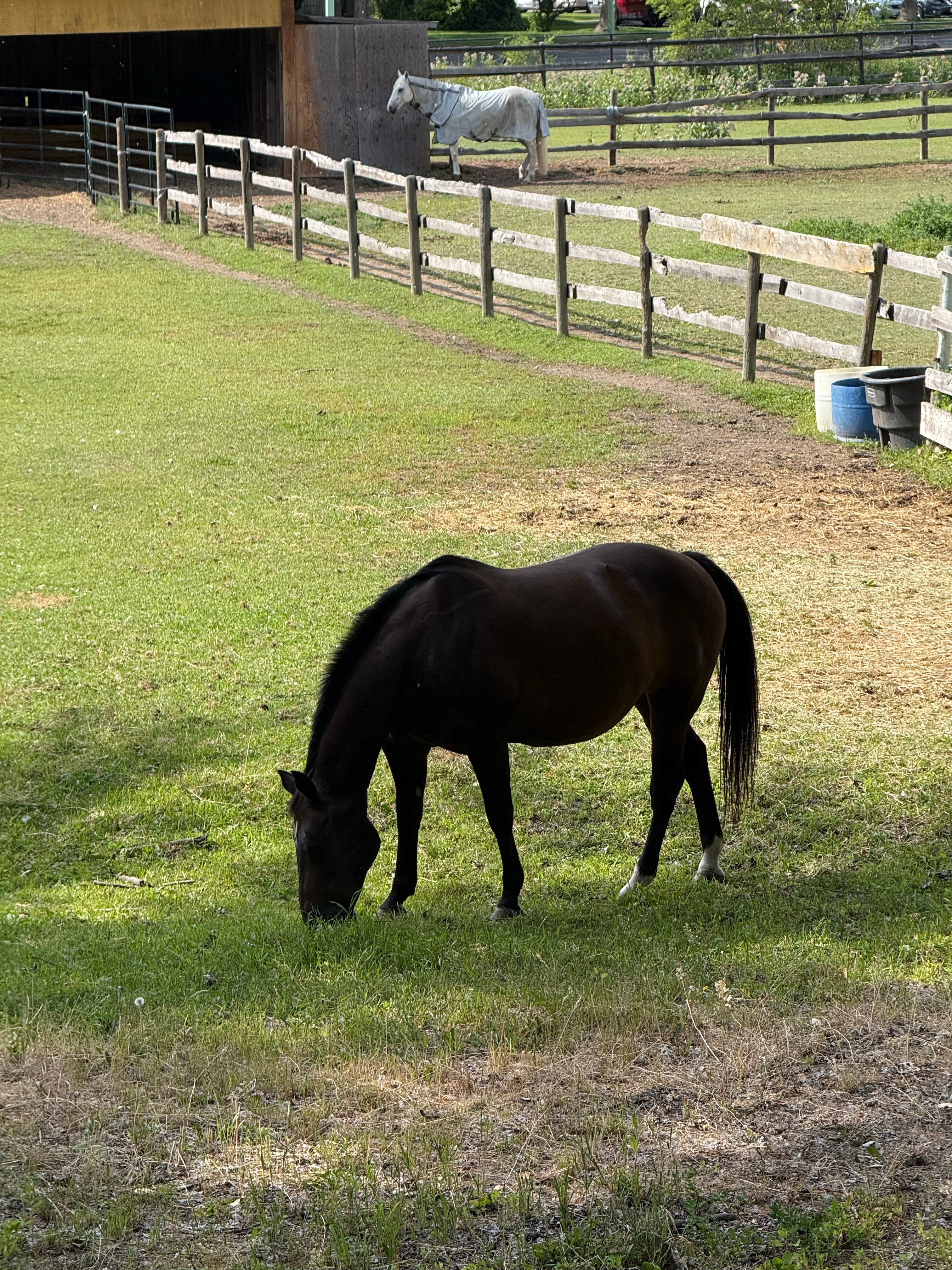 Black Horse Grazing in Kelowna Farm Pasture · Free Stock Photo