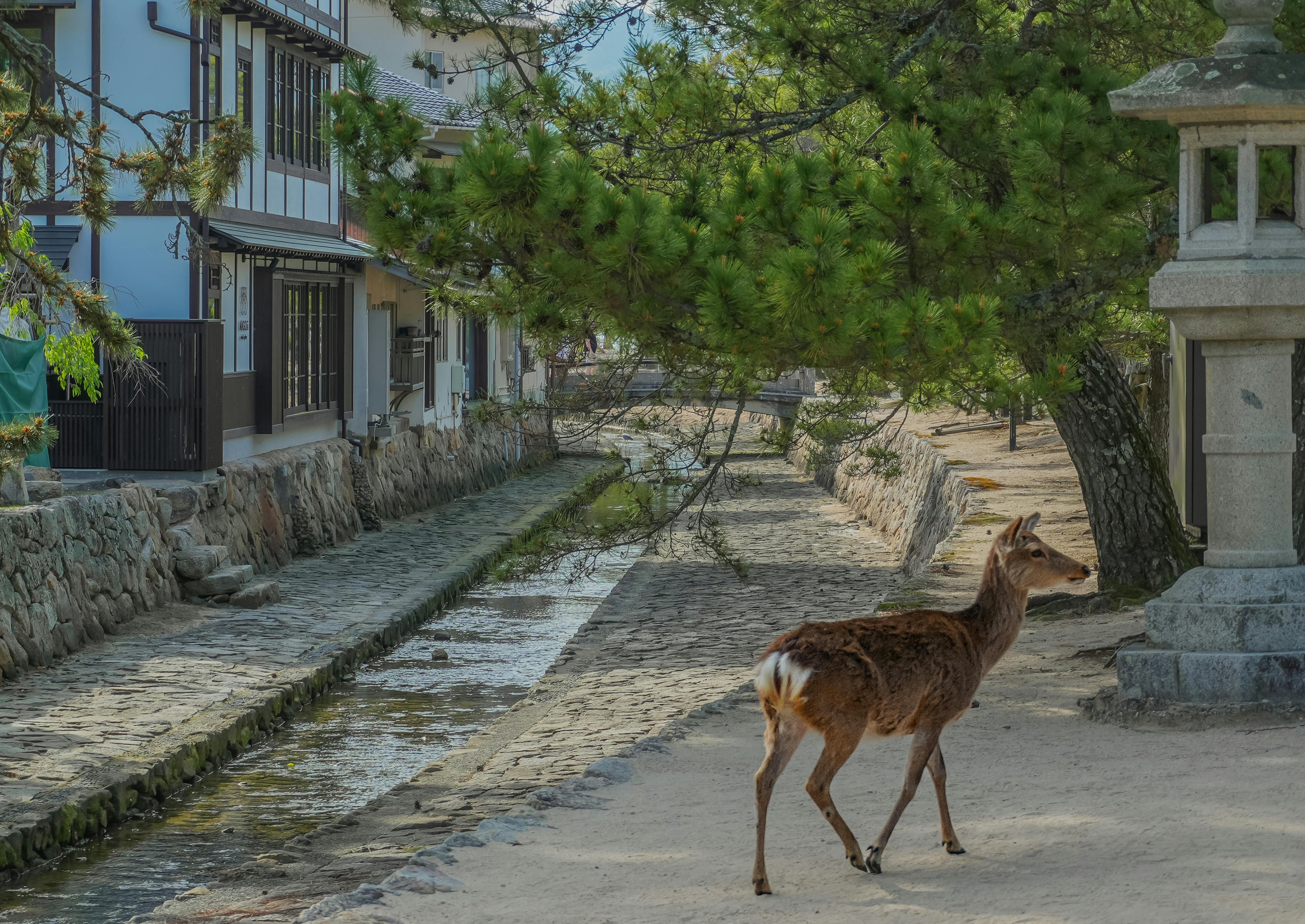 Deer 4k Photos, Download The BEST Free Deer 4k Stock Photos & HD Images