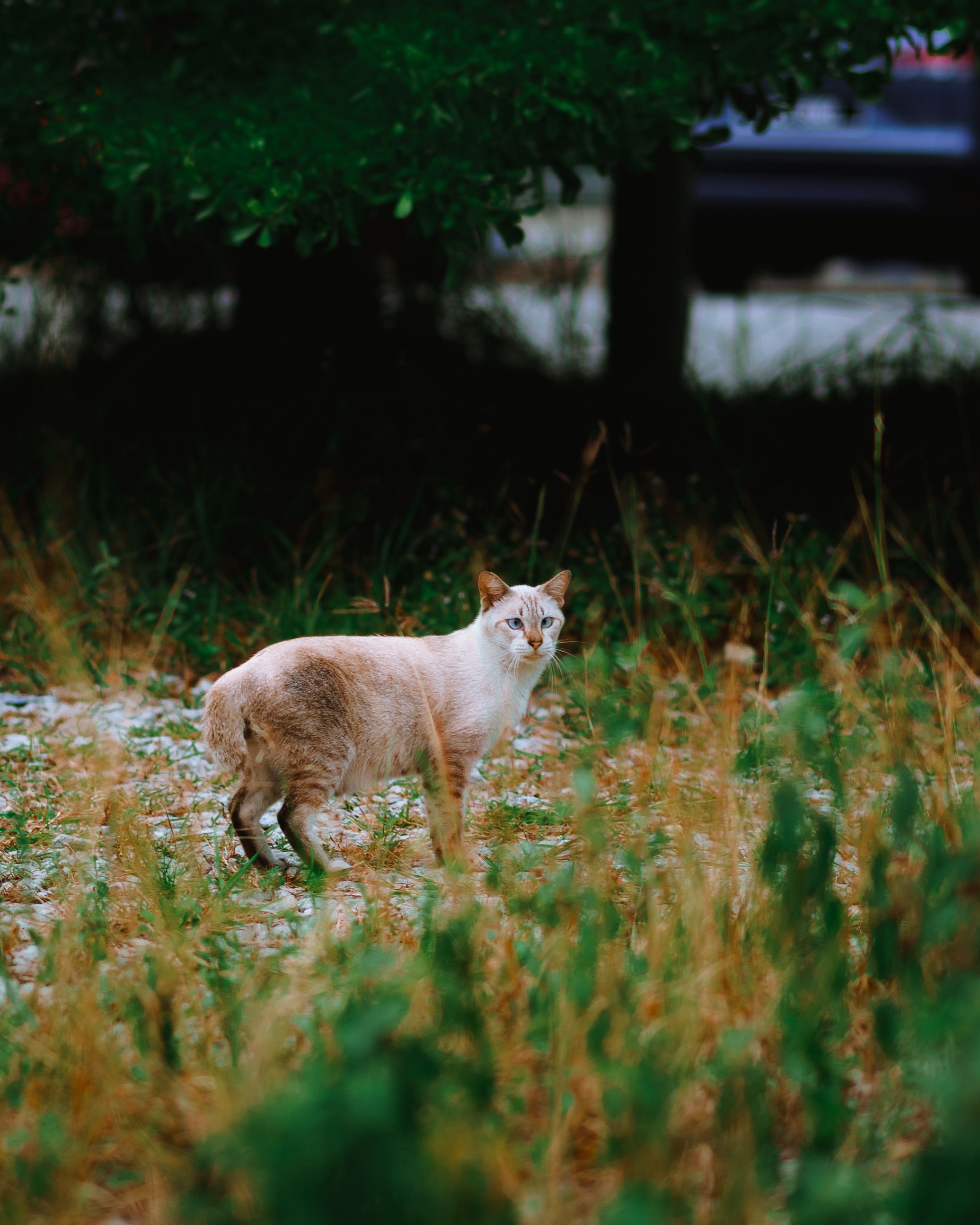 Stray Cat in Urban Park Setting · Free Stock Photo
