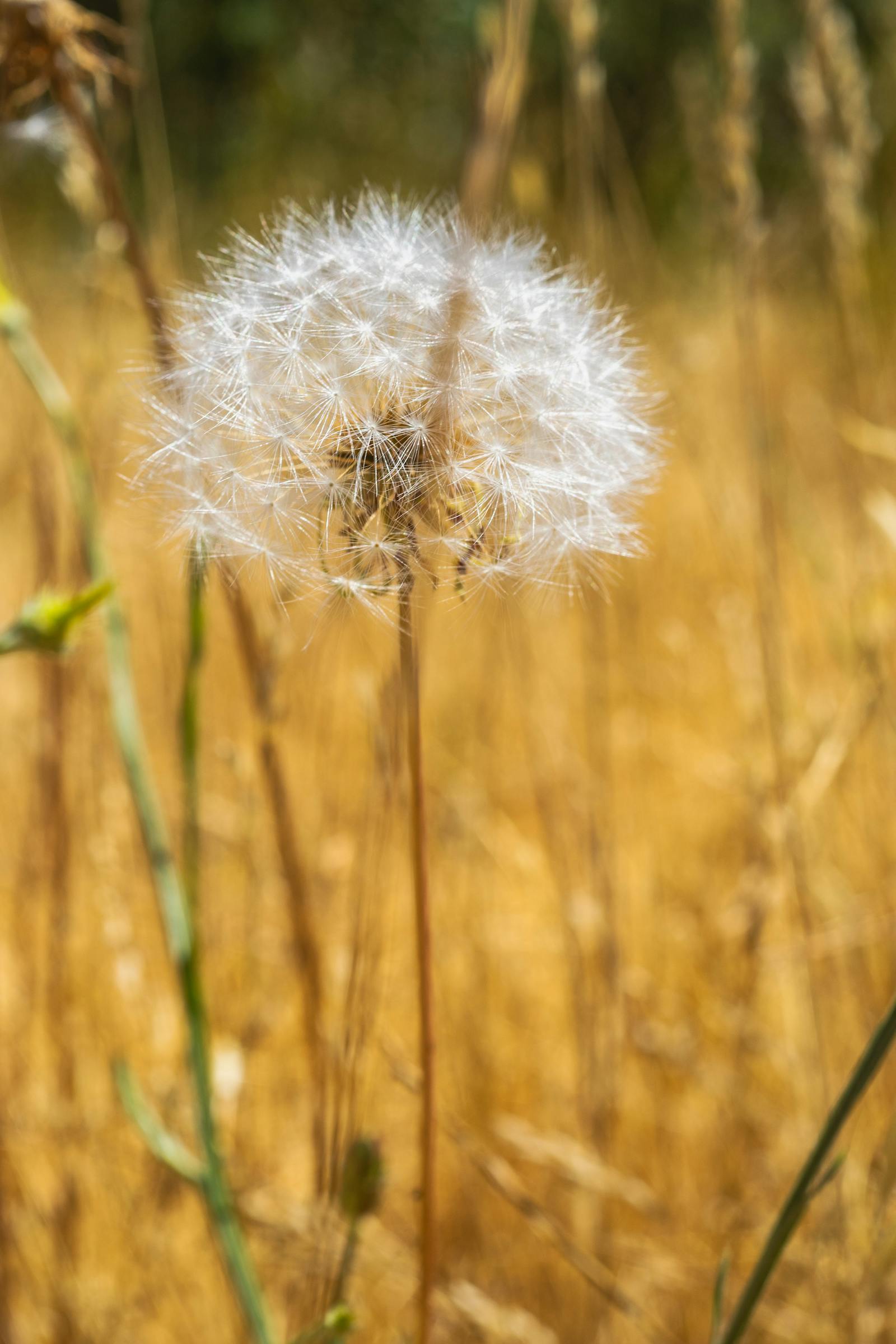 Bing+Homepage+Quiz+Jigsaw+Puzzles+2015+Images+Free+Printable+Pdf ...