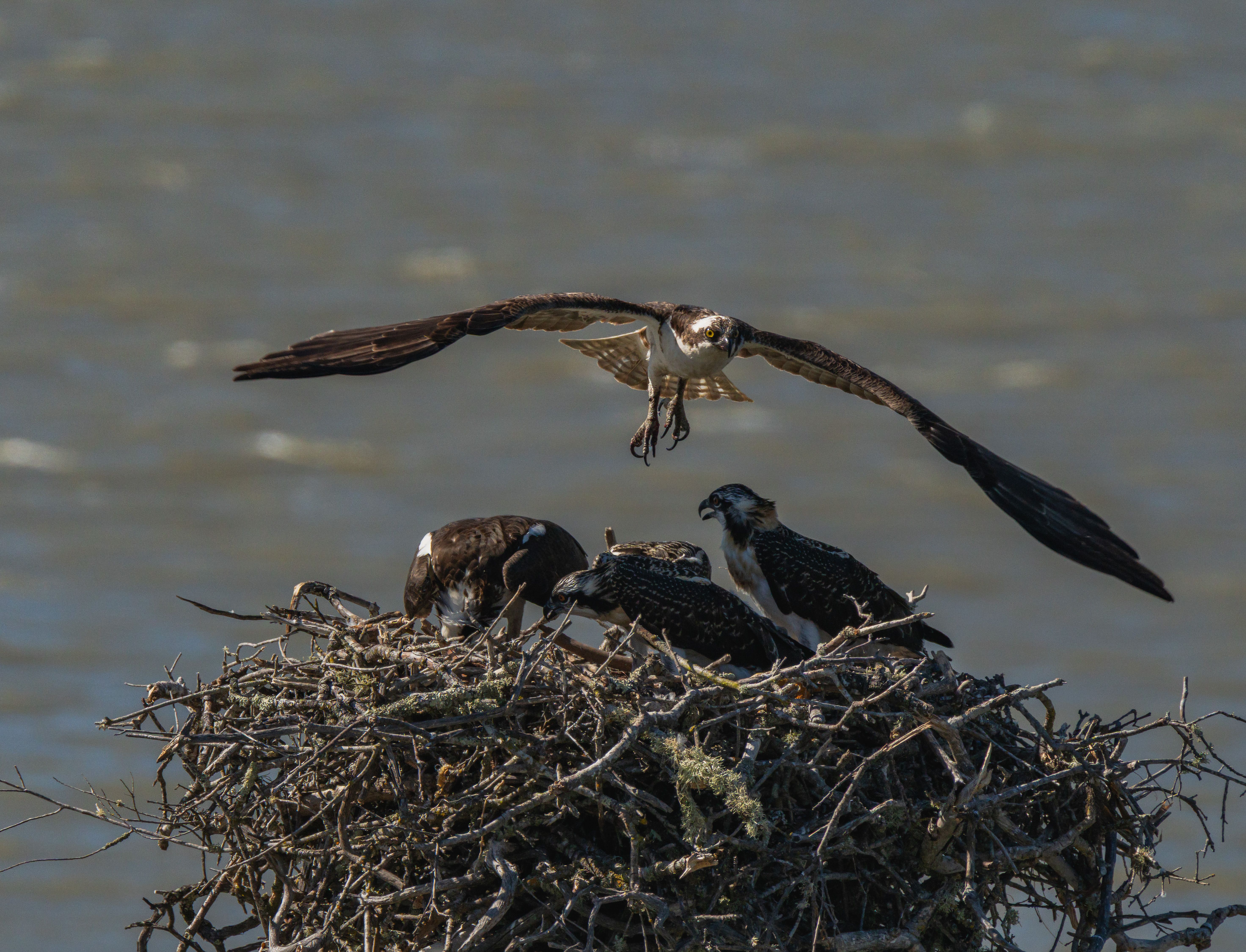 Osprey Family in Nest by Waterside · Free Stock Photo