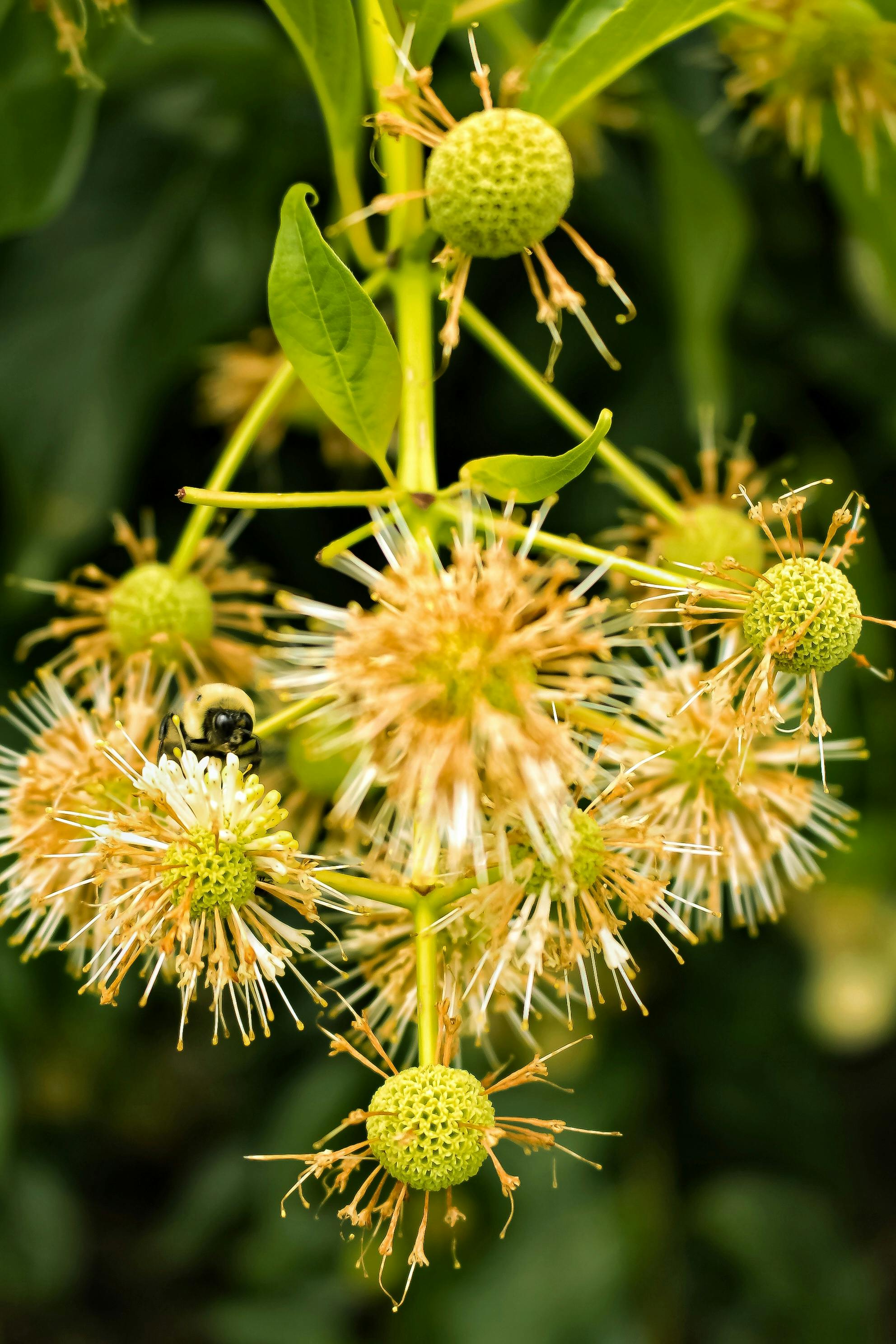 Nectar Kuda Photos, Download The BEST Free Nectar Kuda Stock Photos ...