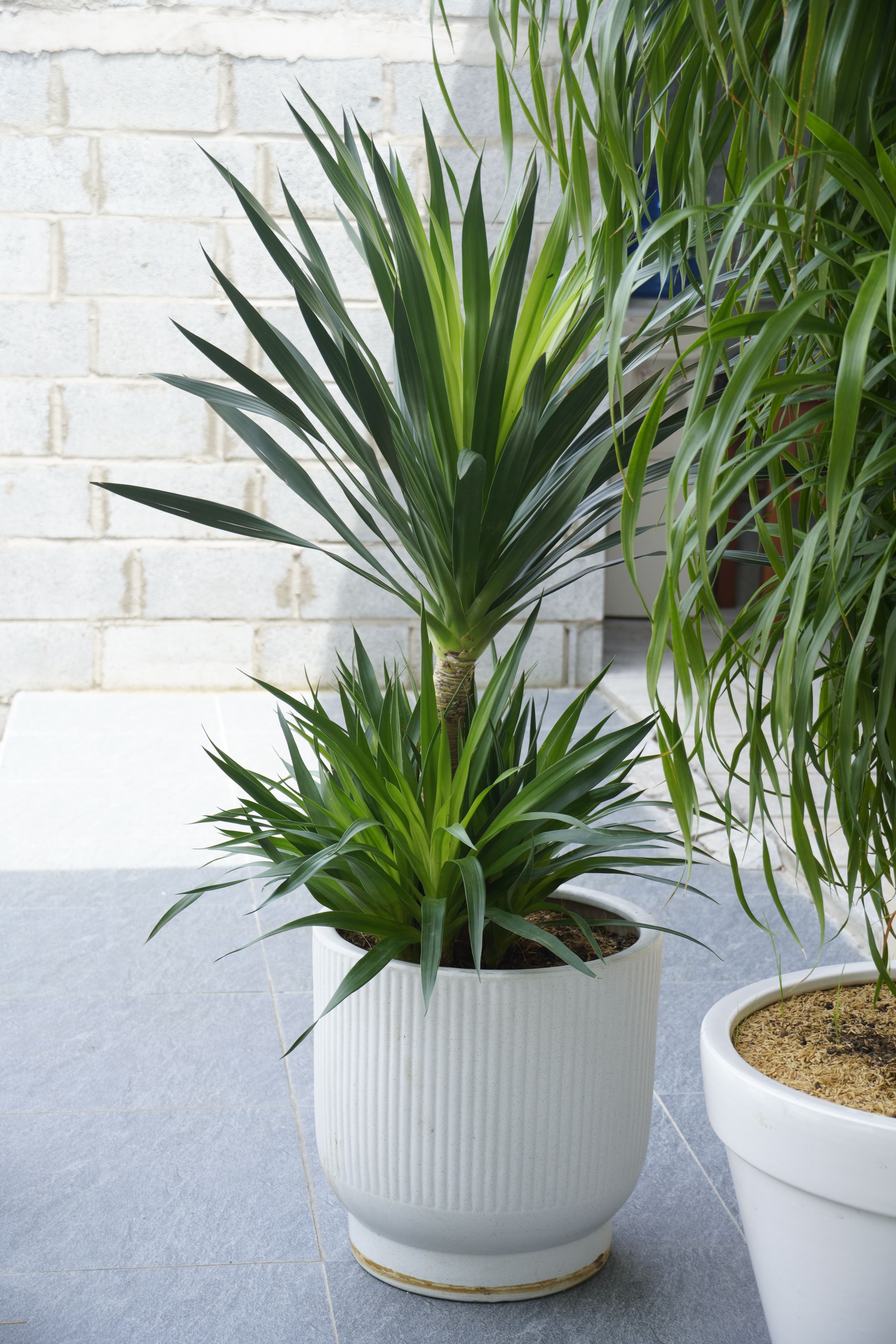 Planta De Yuca Vibrante De Interior En Maceta De Cerámica · Foto de ...