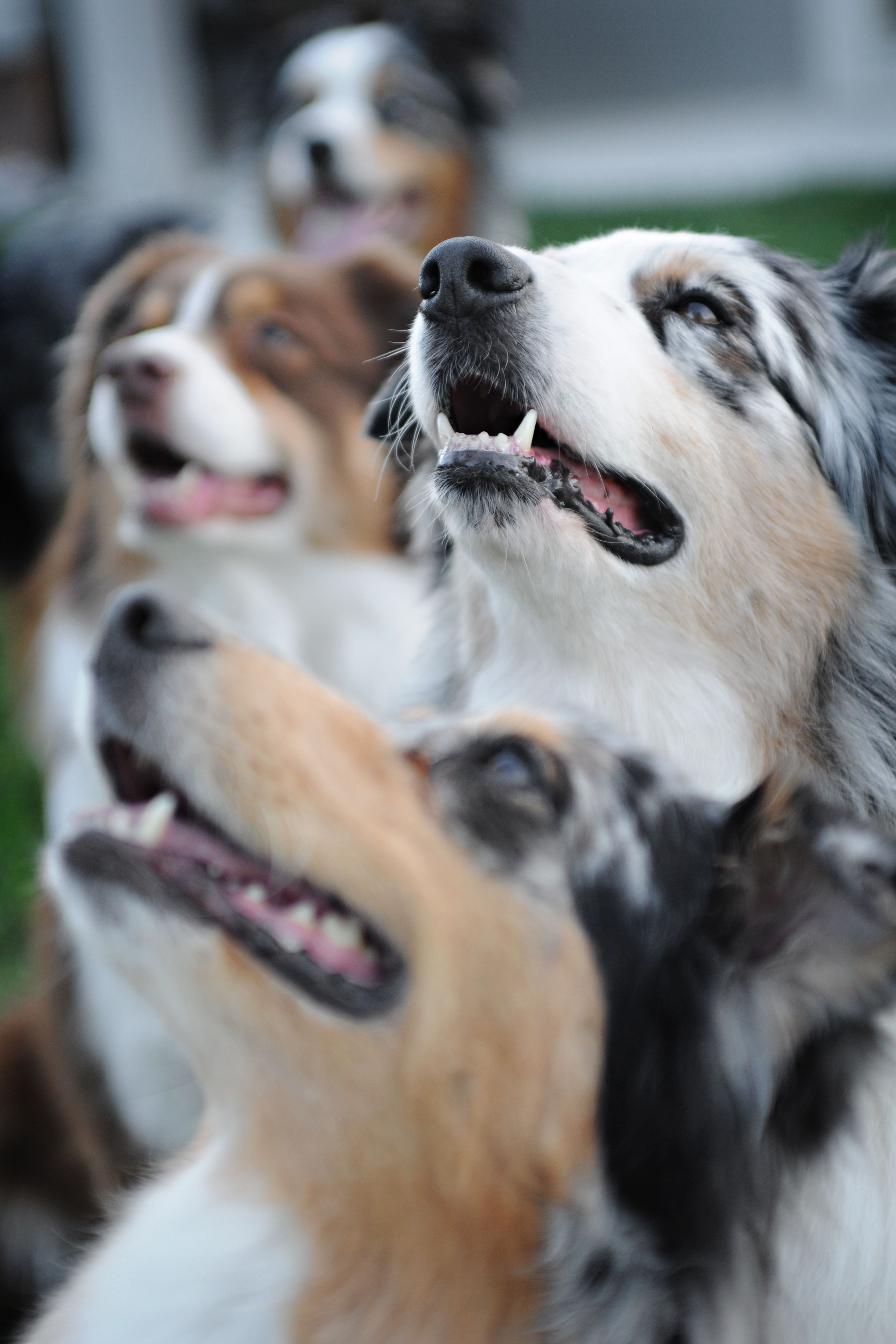 Dog Group Photos, Download The BEST Free Dog Group Stock Photos & HD Images