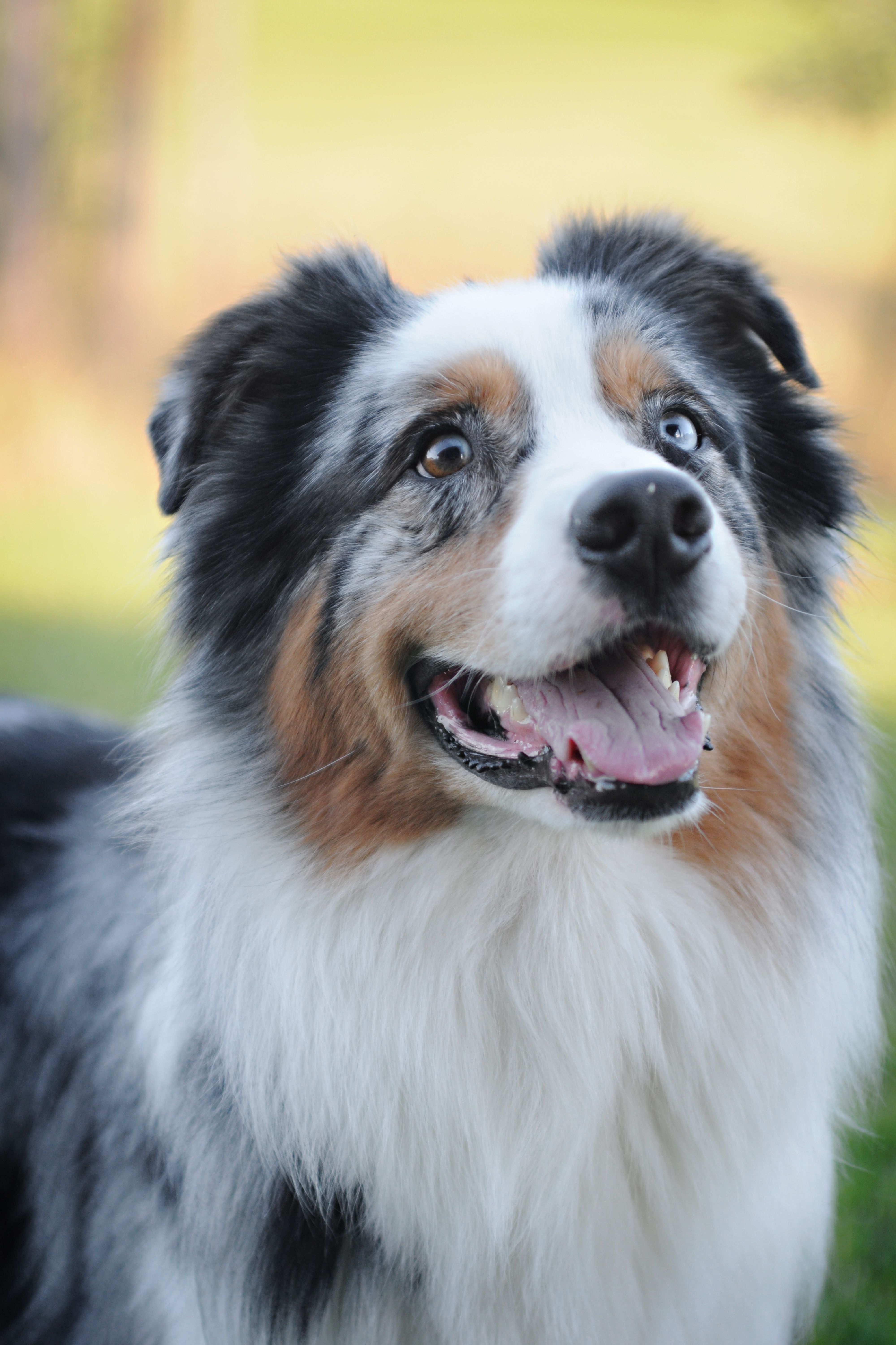 Close-up Portrait of a Happy Australian Shepherd Dog · Free Stock Photo