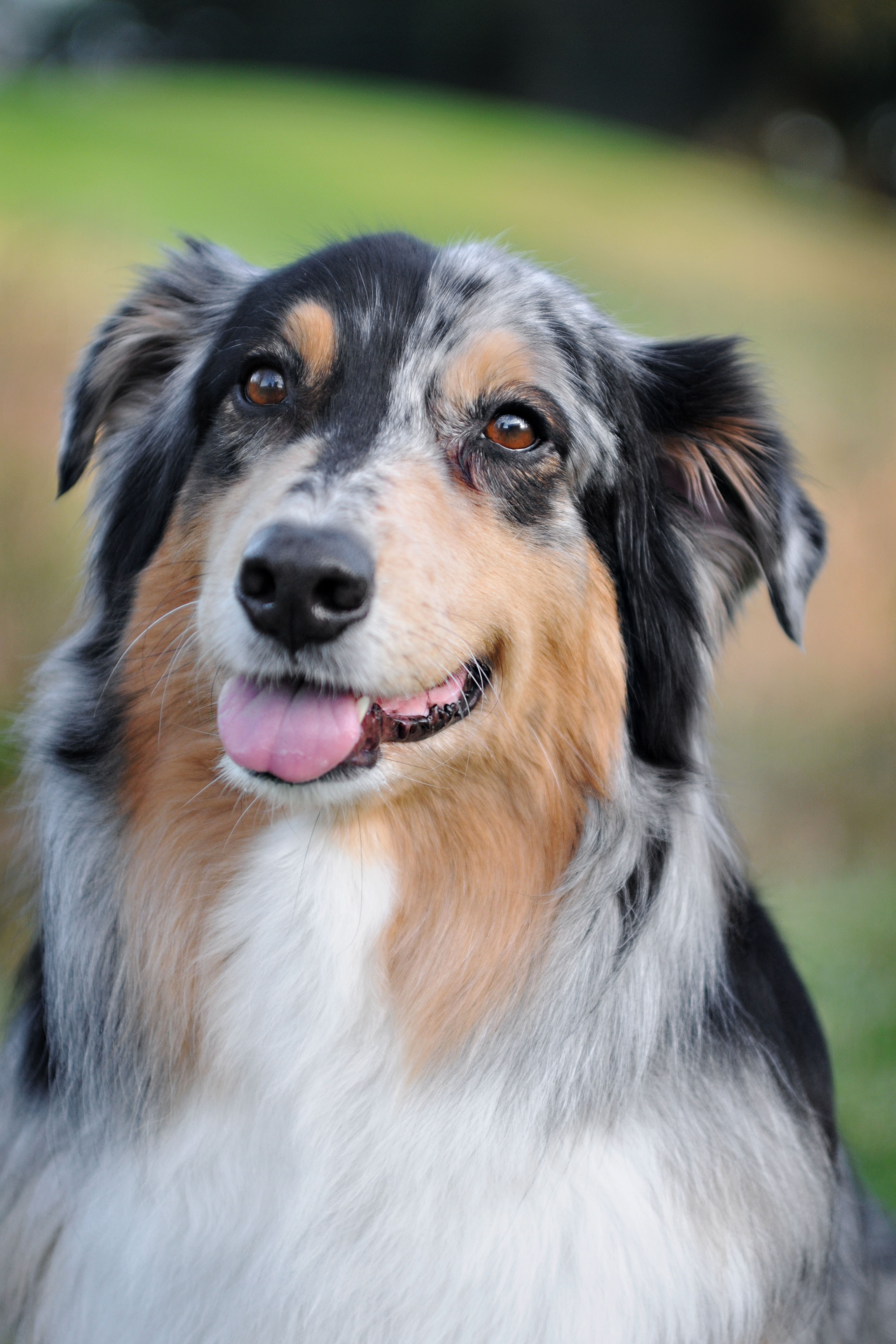 Happy Australian Shepherd Dog Portrait Outdoors · Free Stock Photo