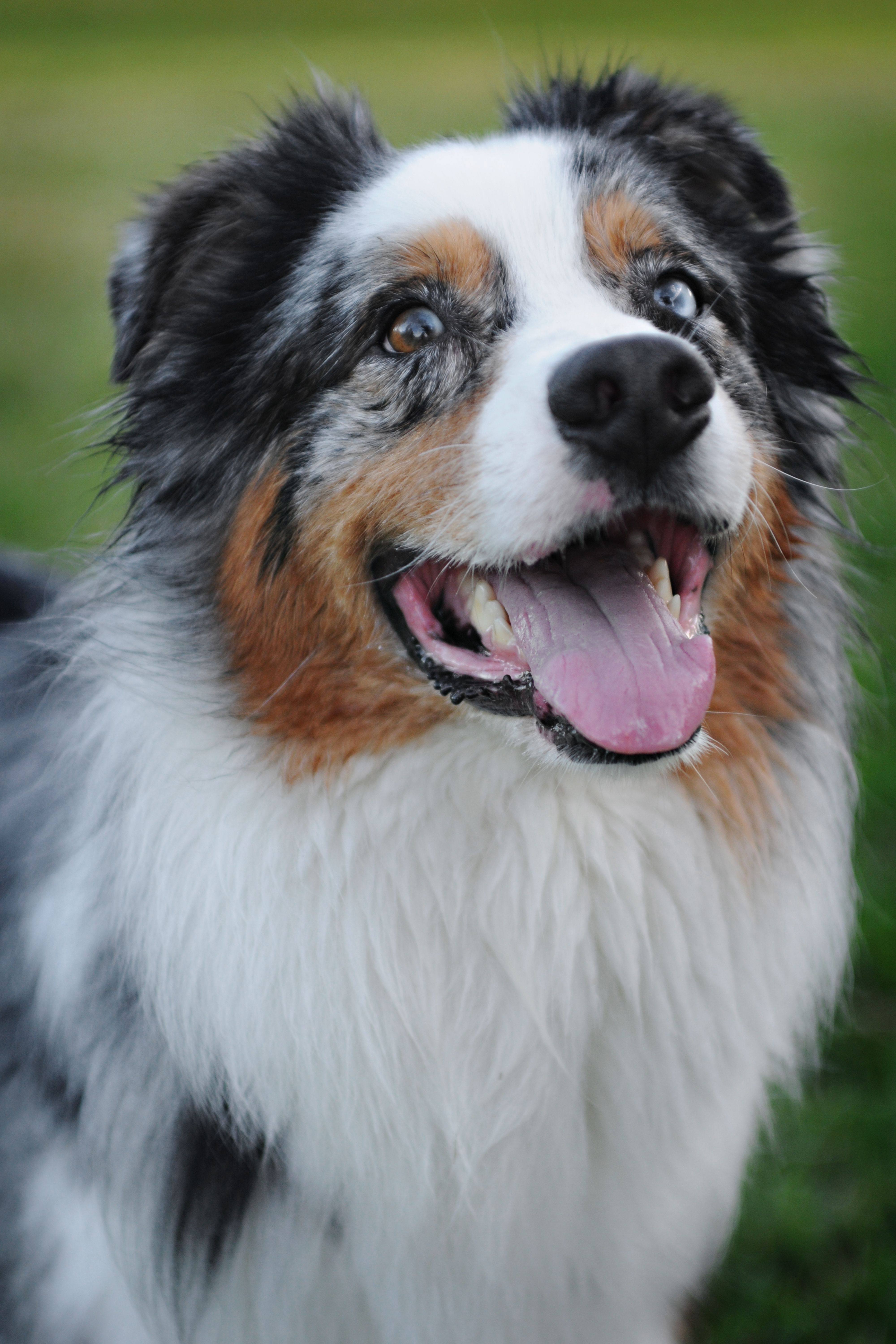 Dog Cco Photos, Download The BEST Free Dog Cco Stock Photos & HD Images