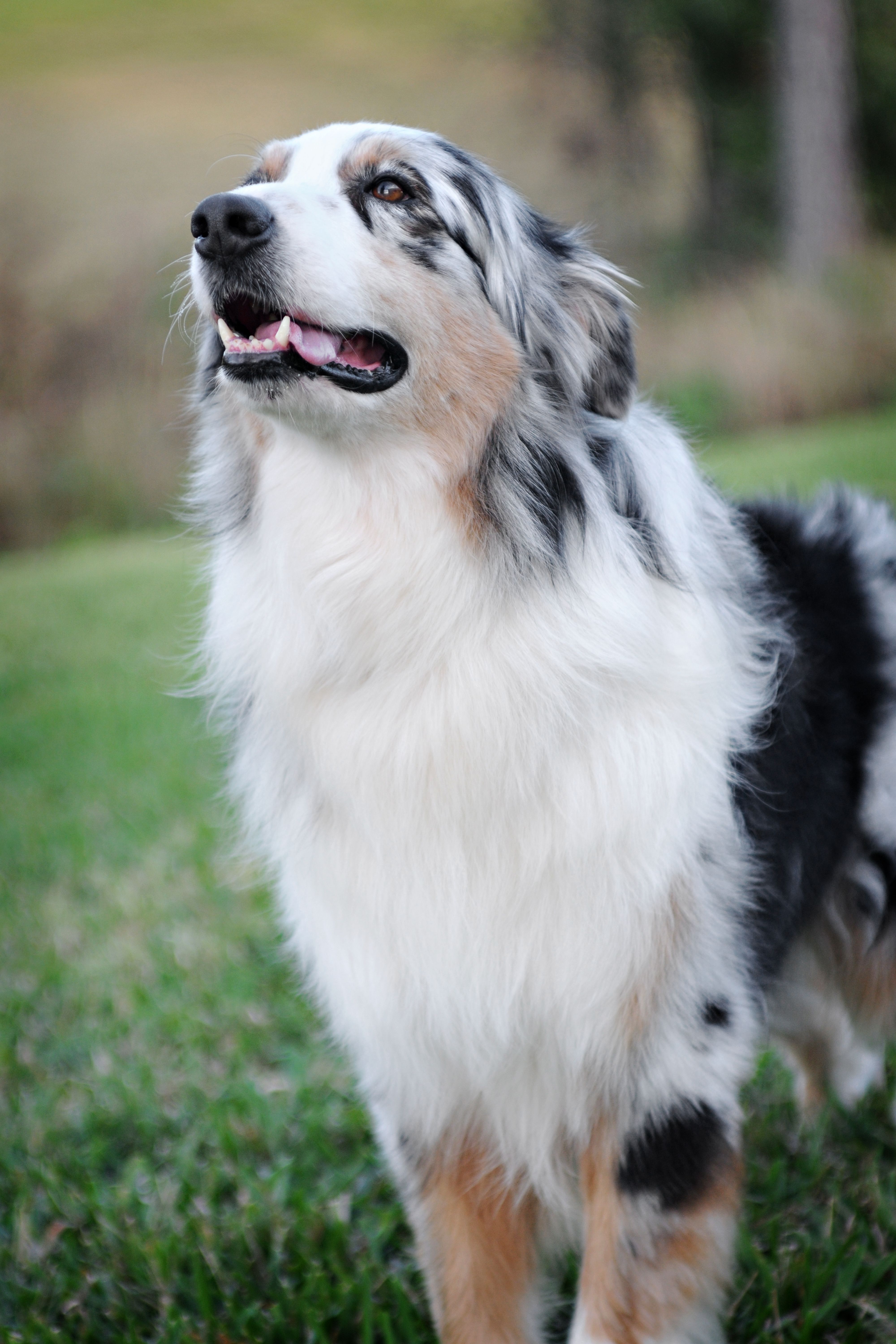 Beautiful Australian Shepherd in Nature Setting · Free Stock Photo