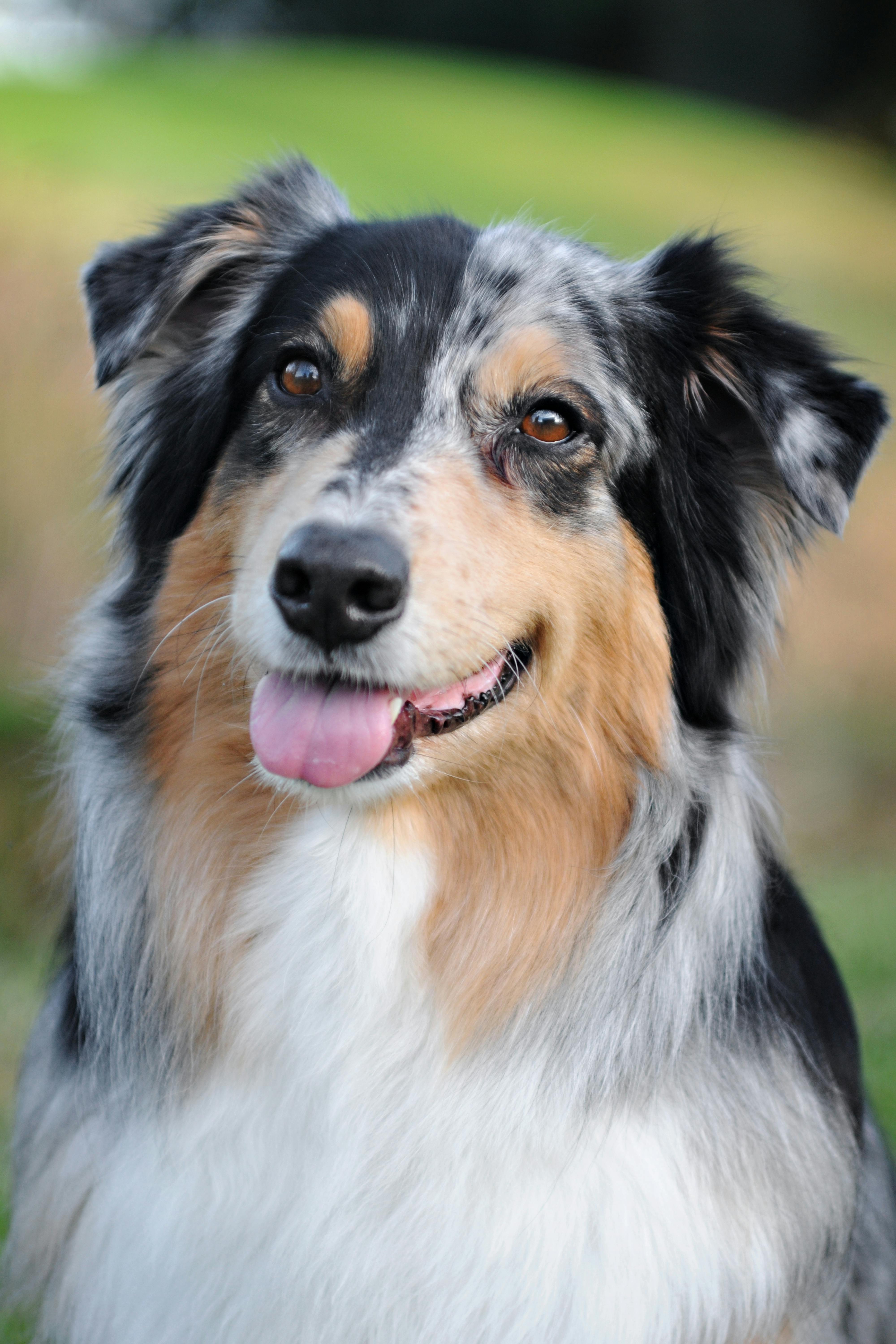 Border Collie Enérgico En Un Entorno Al Aire Libre · Foto de stock gratuita