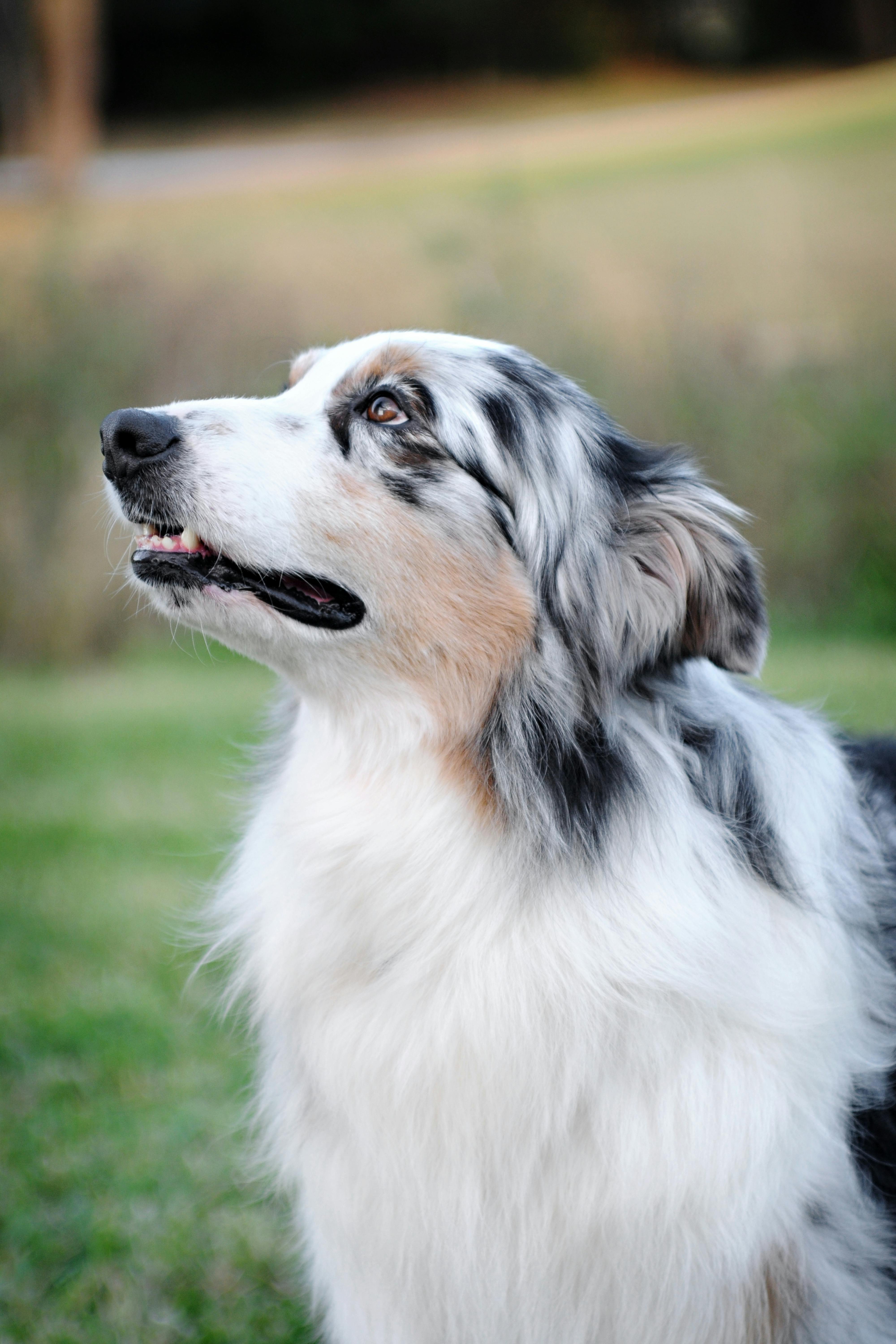 Cute+Pokies Photos, Download The BEST Free Cute+Pokies Stock Photos ...