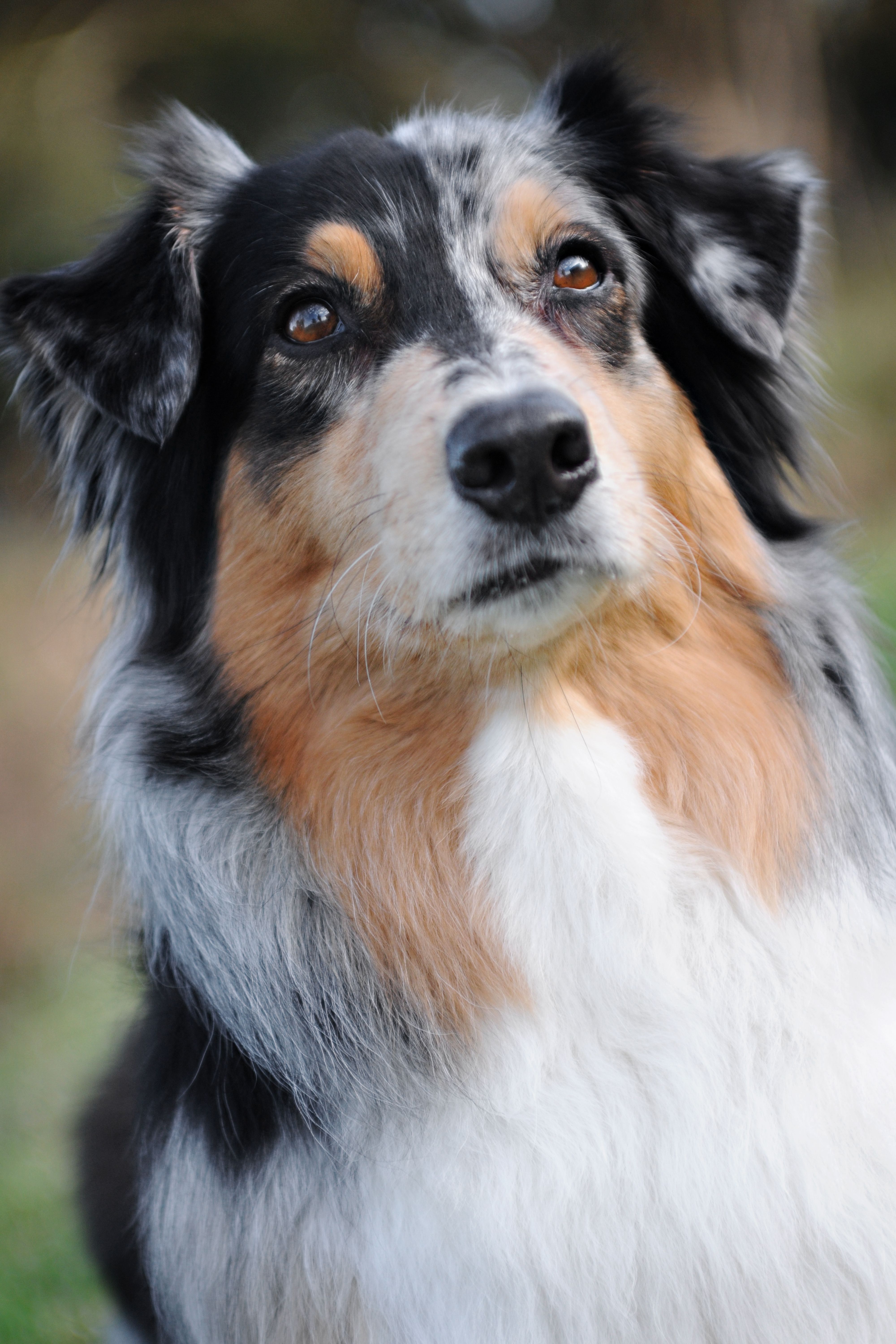 Portrait of a Beautiful Australian Shepherd Dog · Free Stock Photo