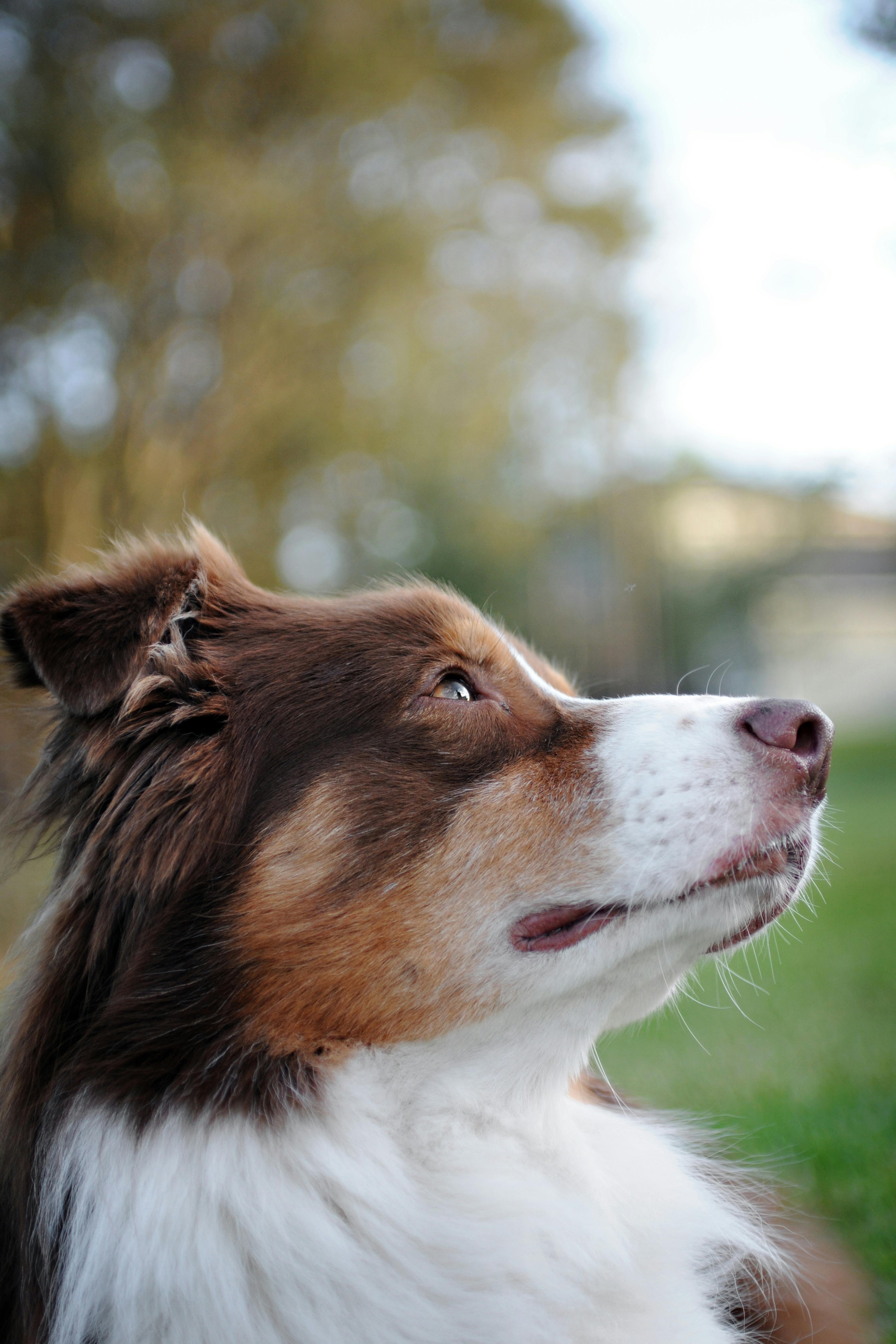 Dog Headshot Photos, Download The BEST Free Dog Headshot Stock Photos ...