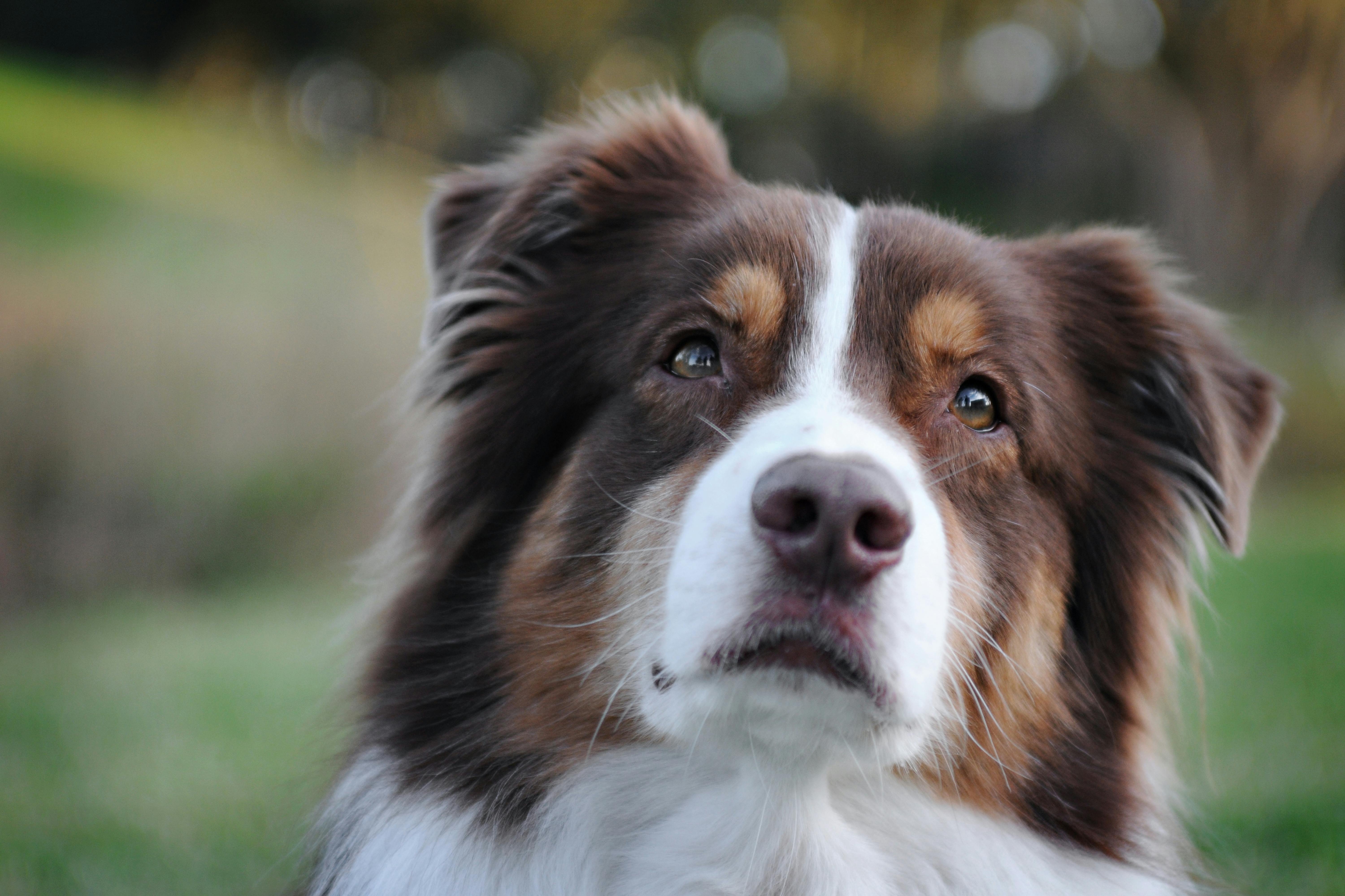 Cute+Pokies Photos, Download The BEST Free Cute+Pokies Stock Photos ...