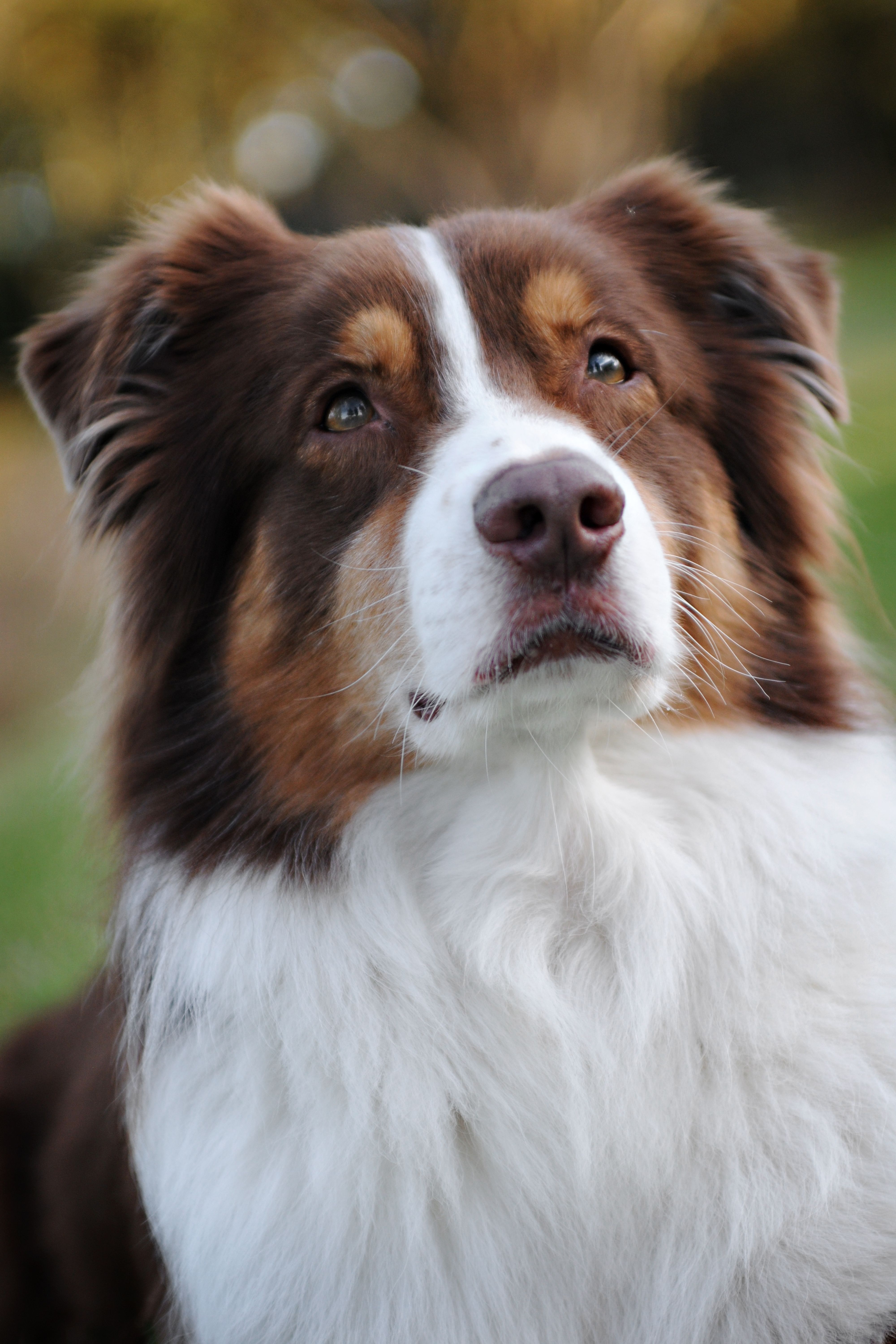 Encantador Retrato De Un Border Collie En La Naturaleza · Foto de stock ...