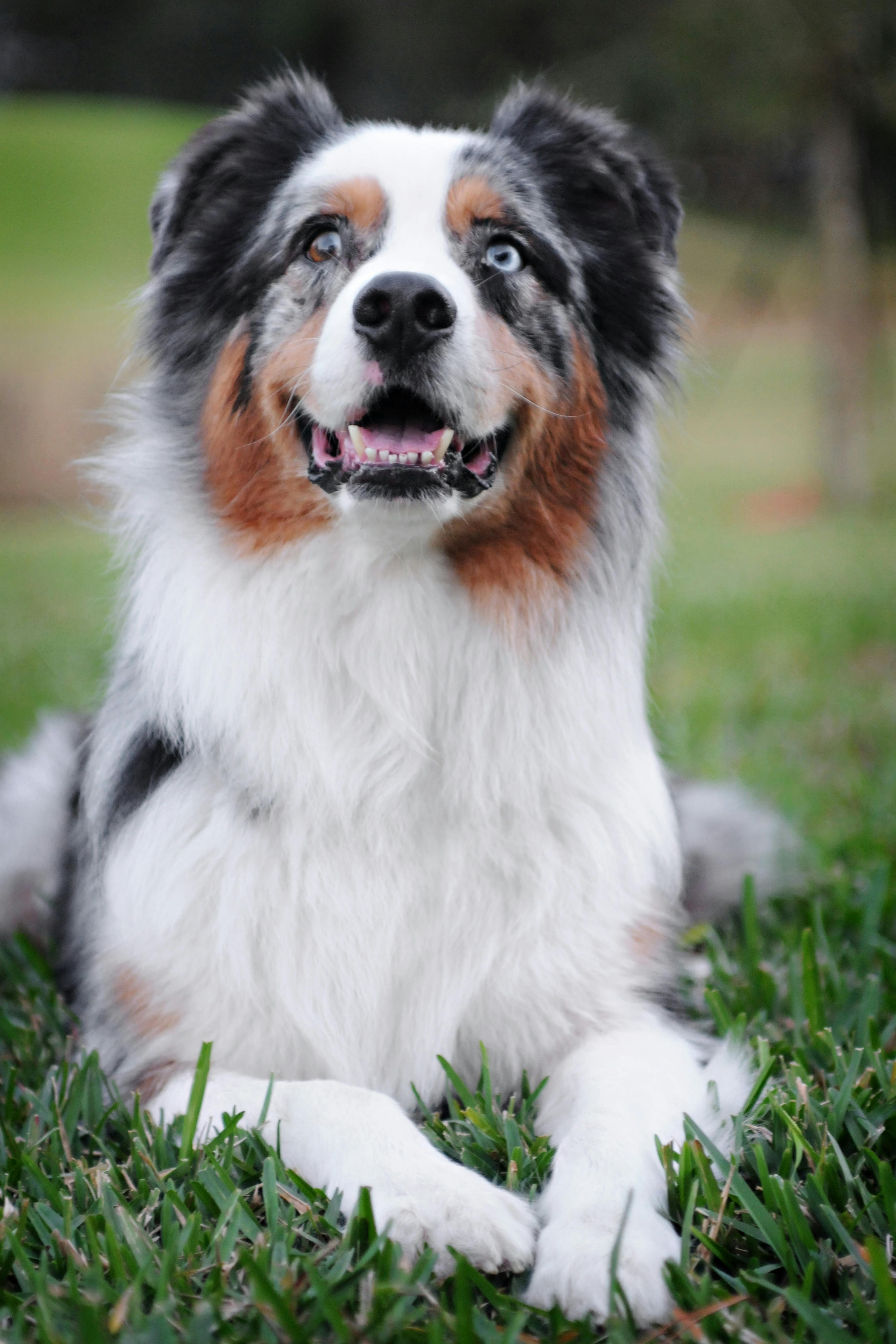 Cute+Pokies Photos, Download The BEST Free Cute+Pokies Stock Photos ...